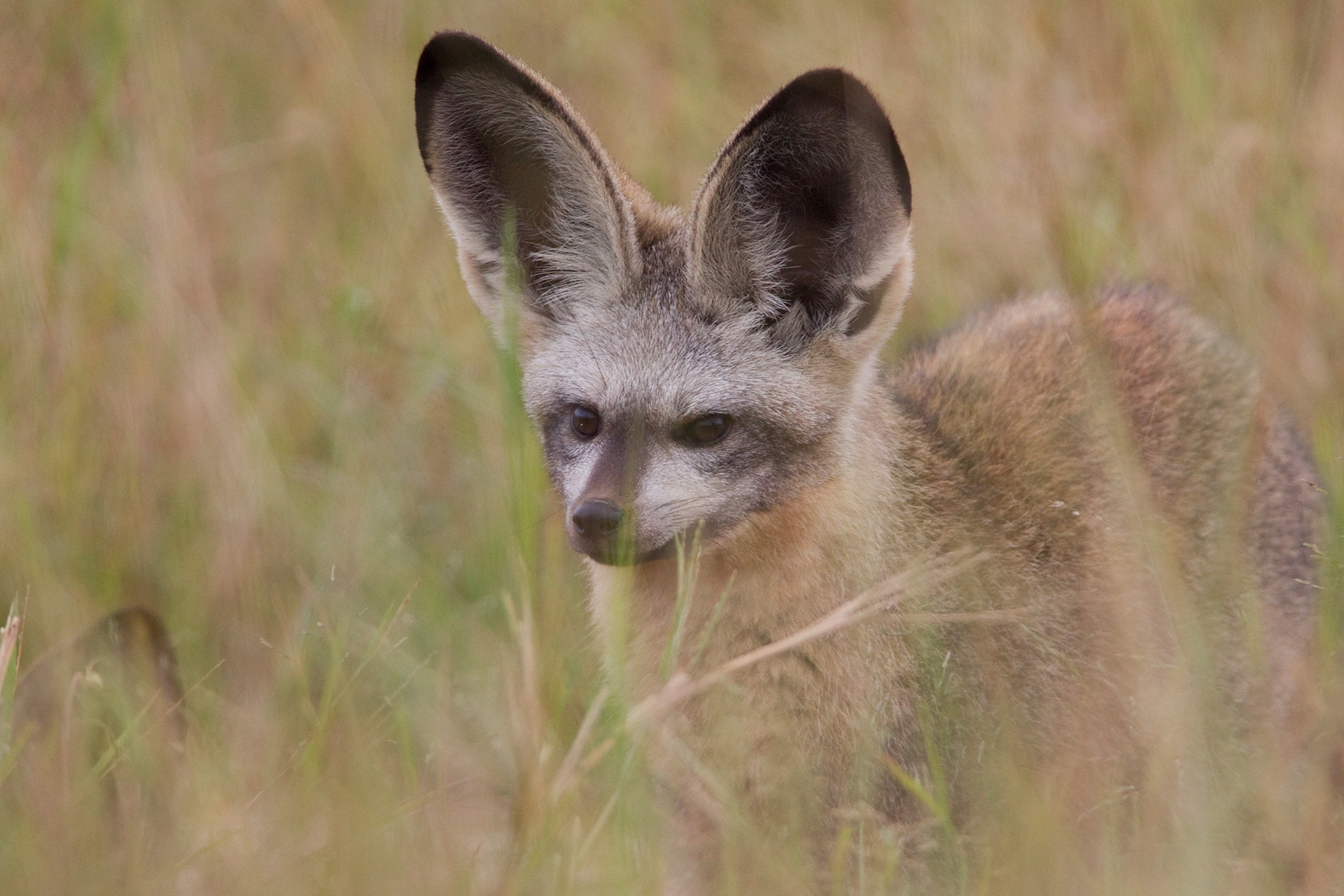 This animal has the biggest ears on Earth (relative to size)