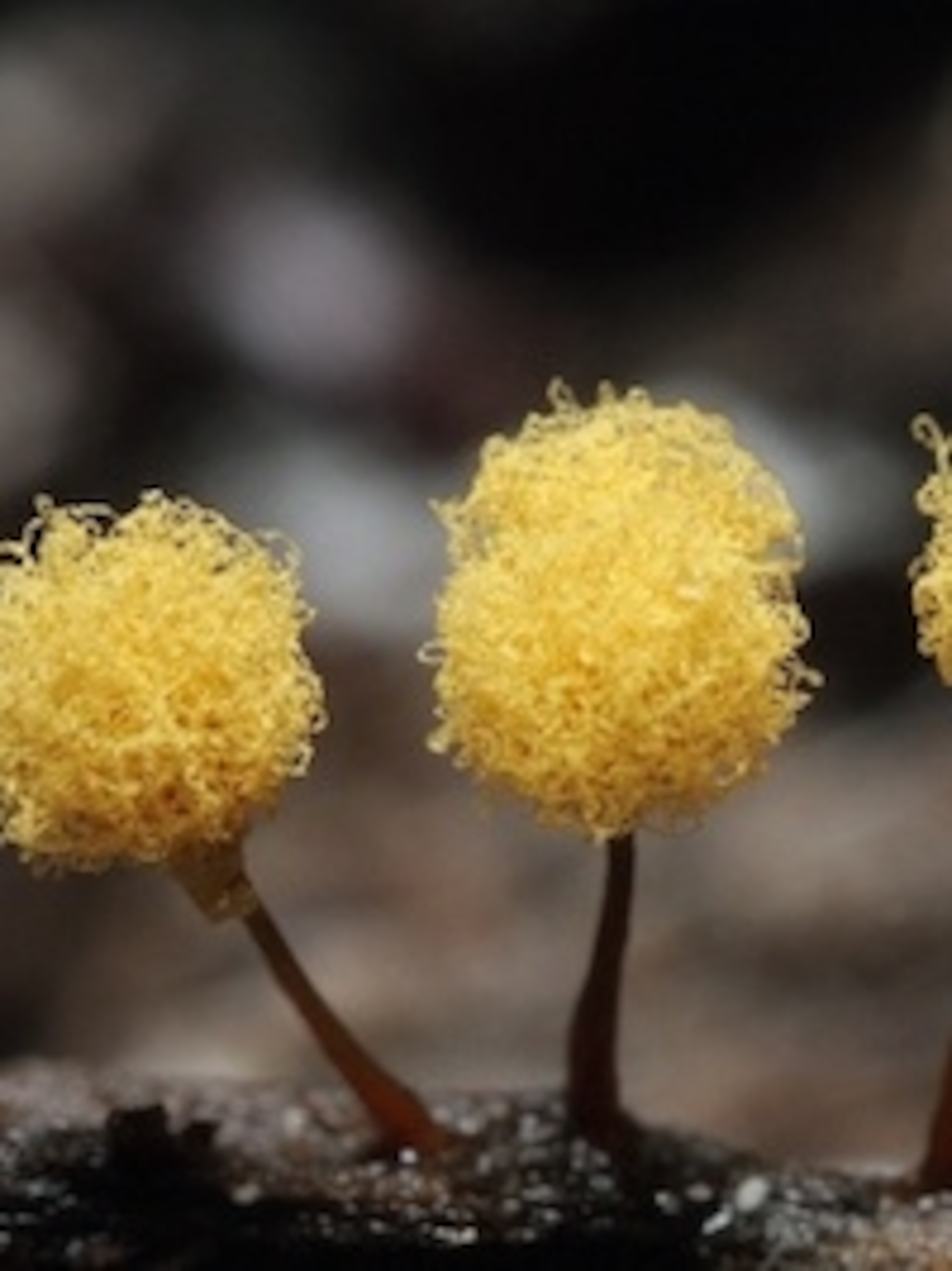 Cellular Slime Mold