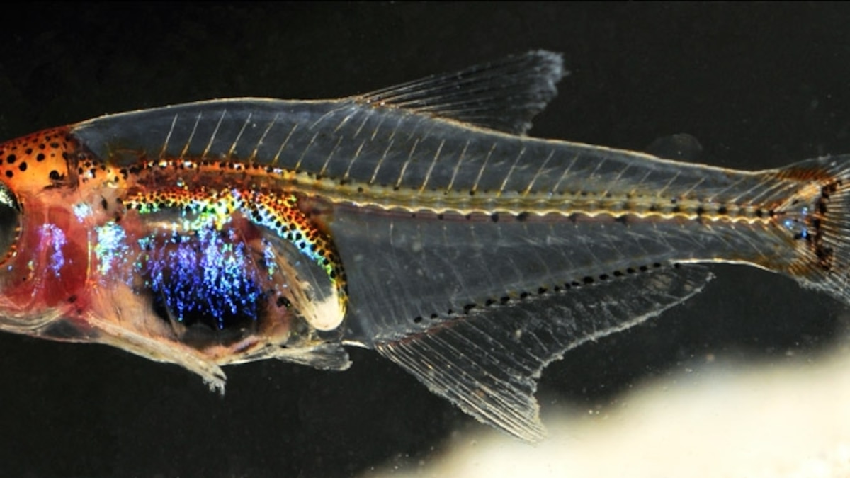 Take a Look Through Nature's Most Transparent Animals | National Geographic