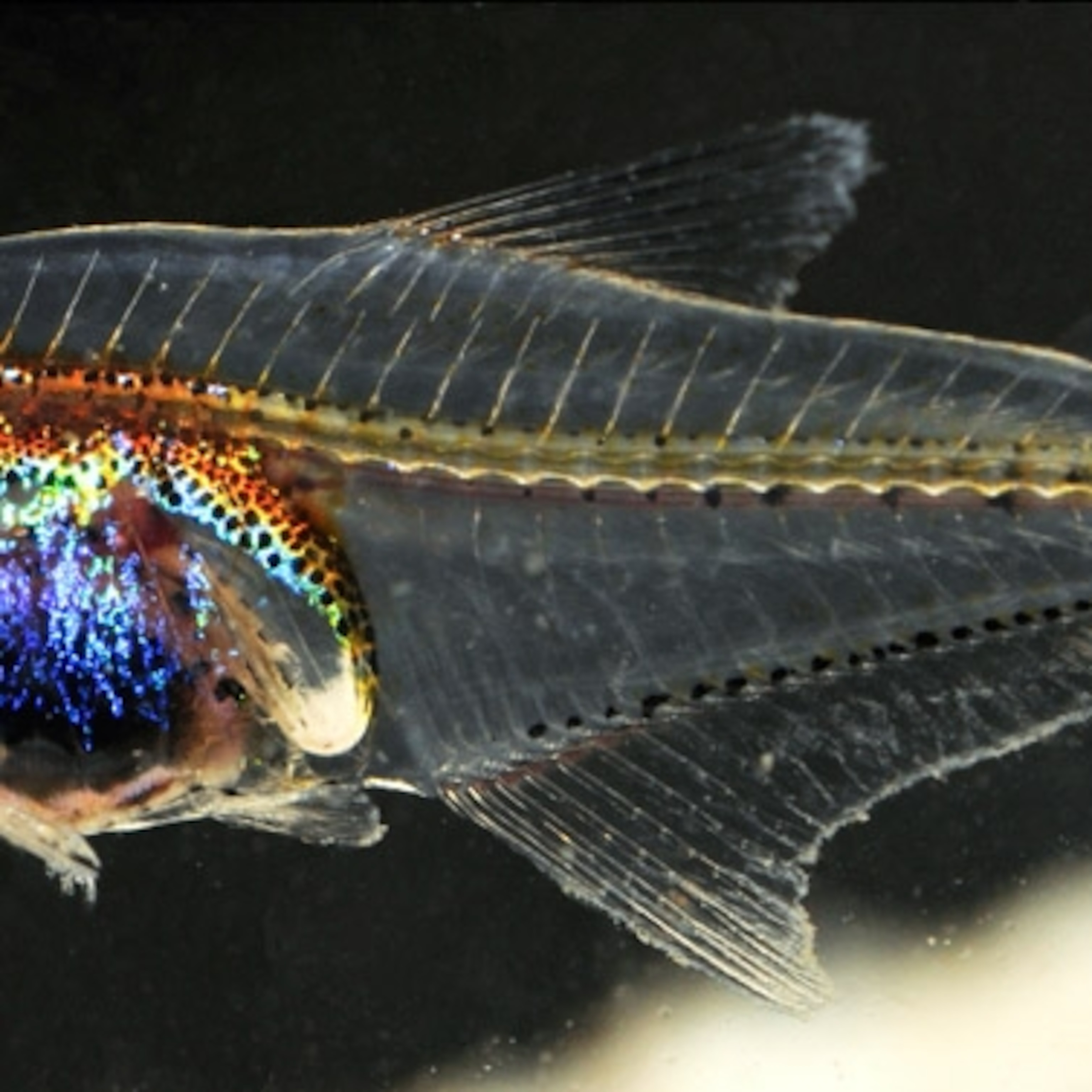 Ocean Fish In Clear 6,138 Colorful Sea Fish Clear Water Stock Photos,