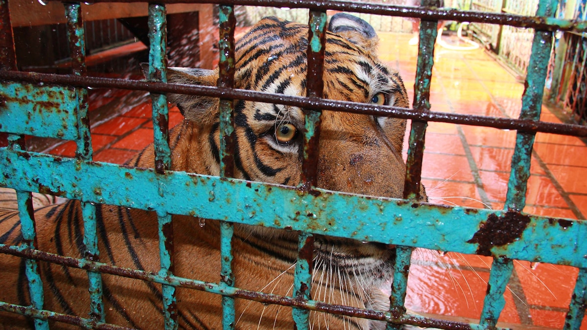 The World Is Finally Getting Serious About Tiger Farms | National ...