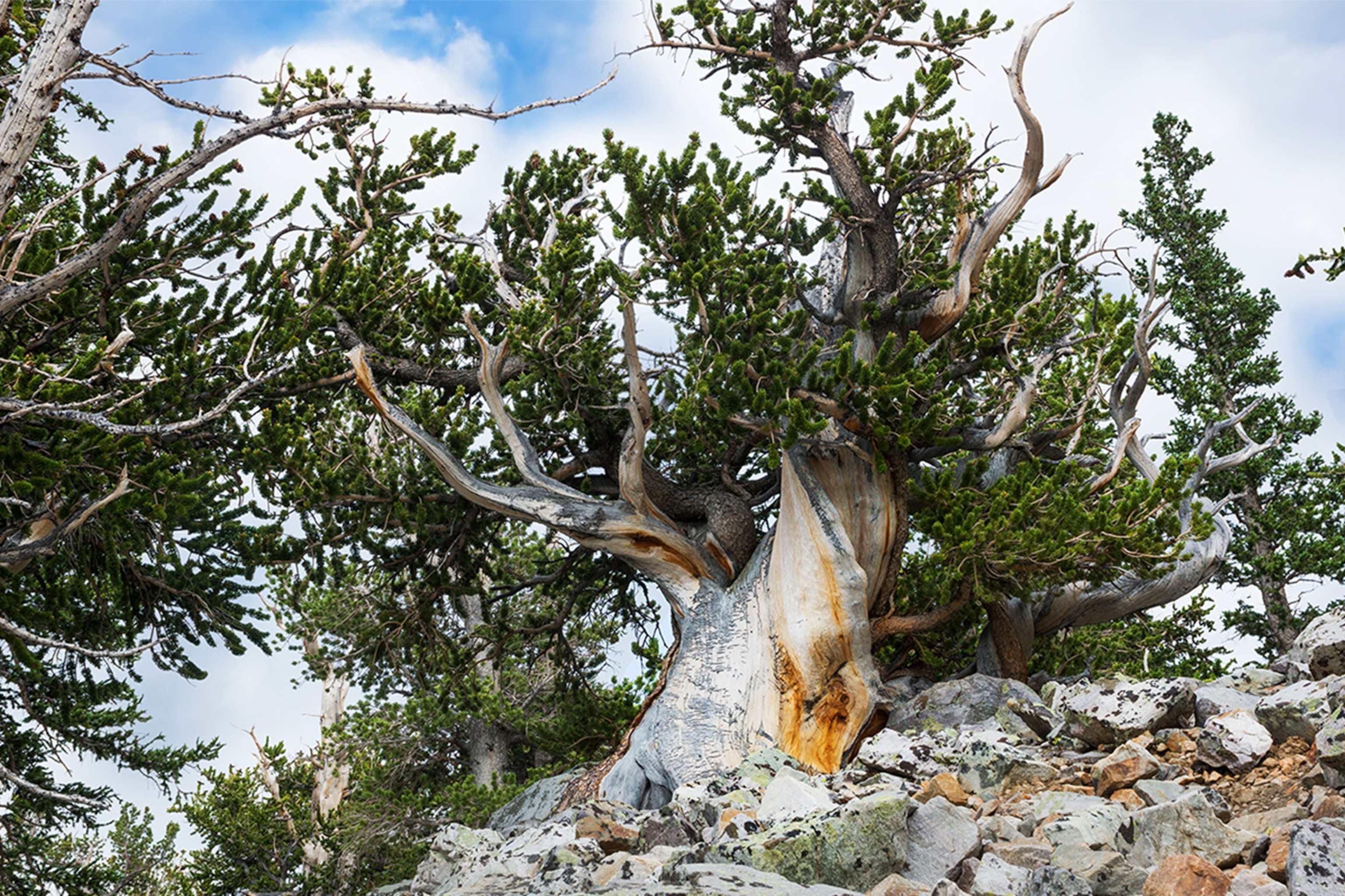 7 U.S. National Parks With the Most Incredible Trees