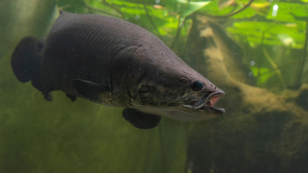 Amazonian Tropical Fish