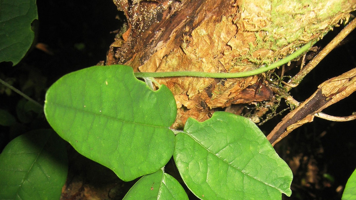 The Sneaky Life of the World’s Most Mysterious Plant | National Geographic