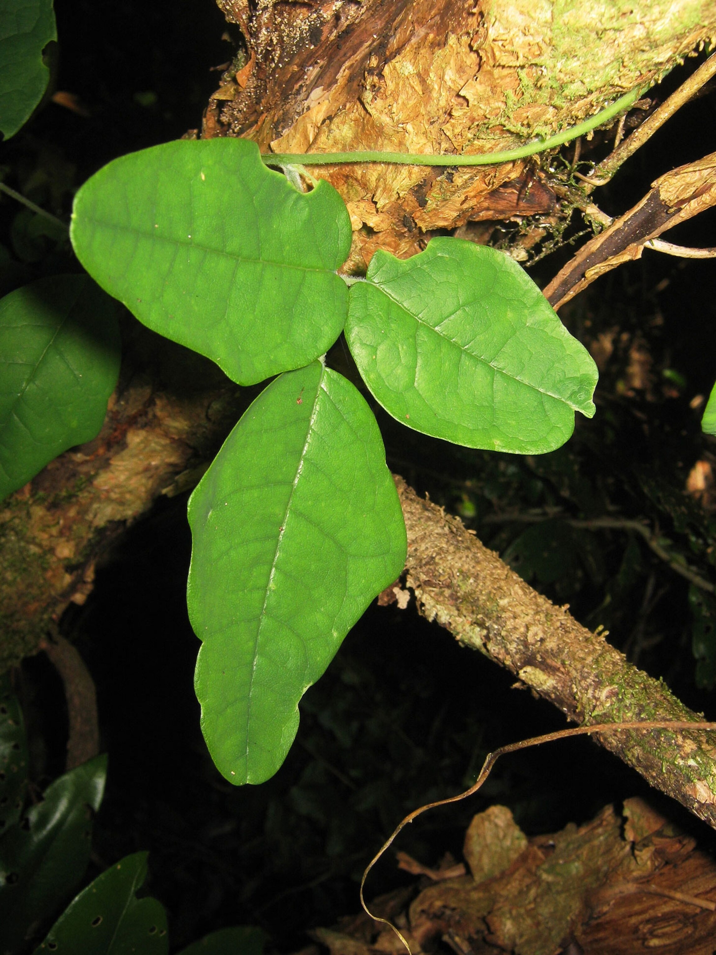The Sneaky Life of the World’s Most Mysterious Plant