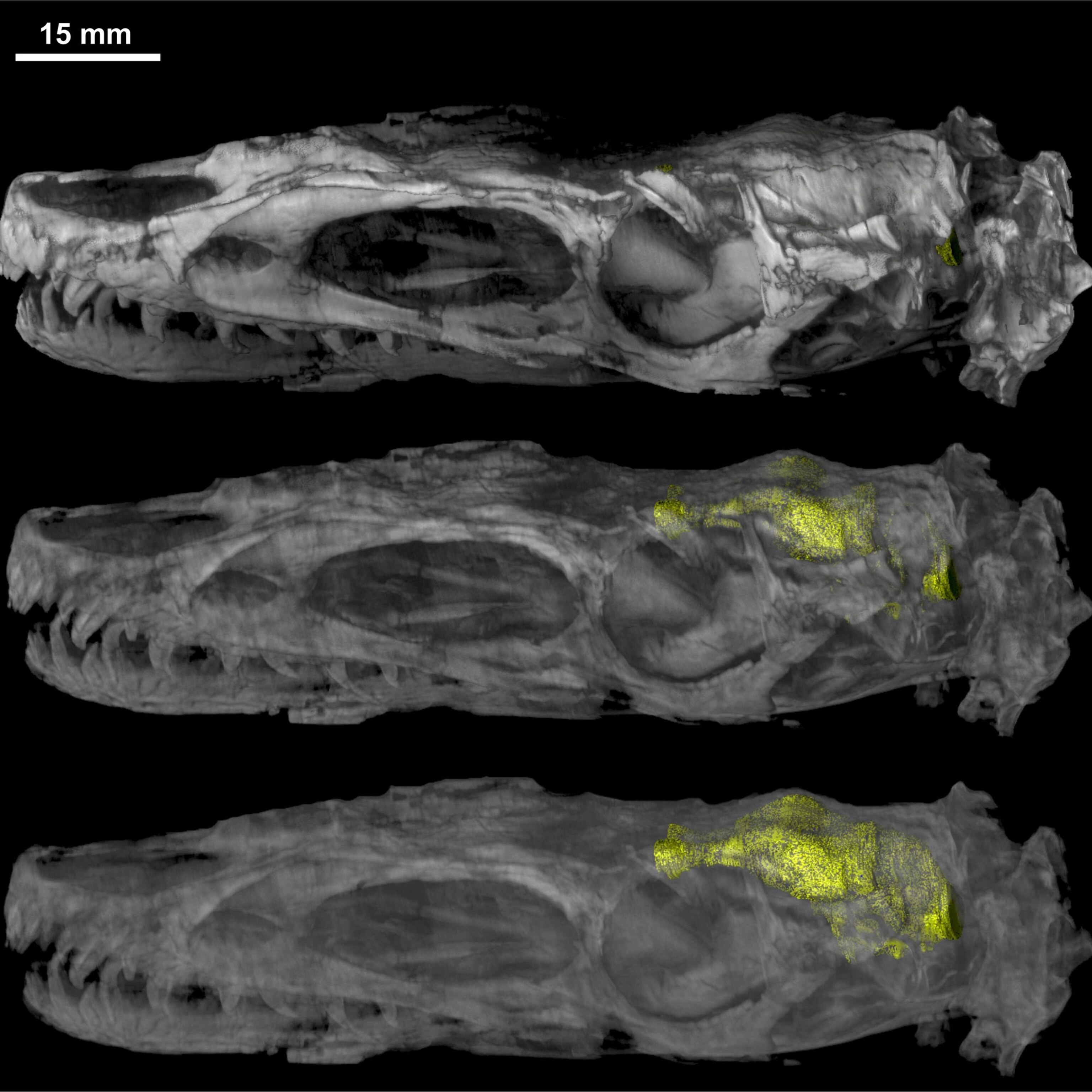 T. rex ancestor had an S-shaped brain, fossil reveals