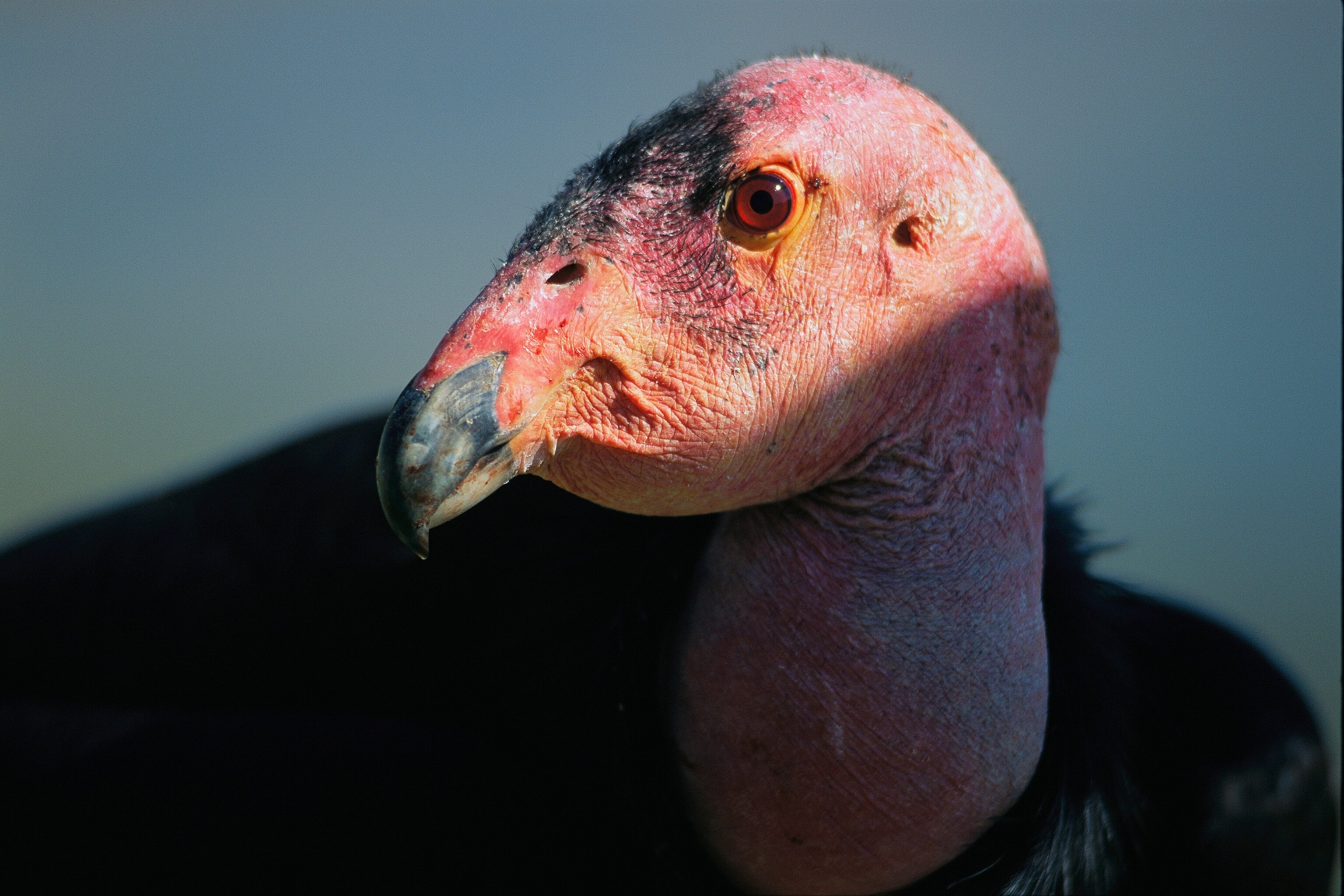 What is extinction? The answer is complicated.