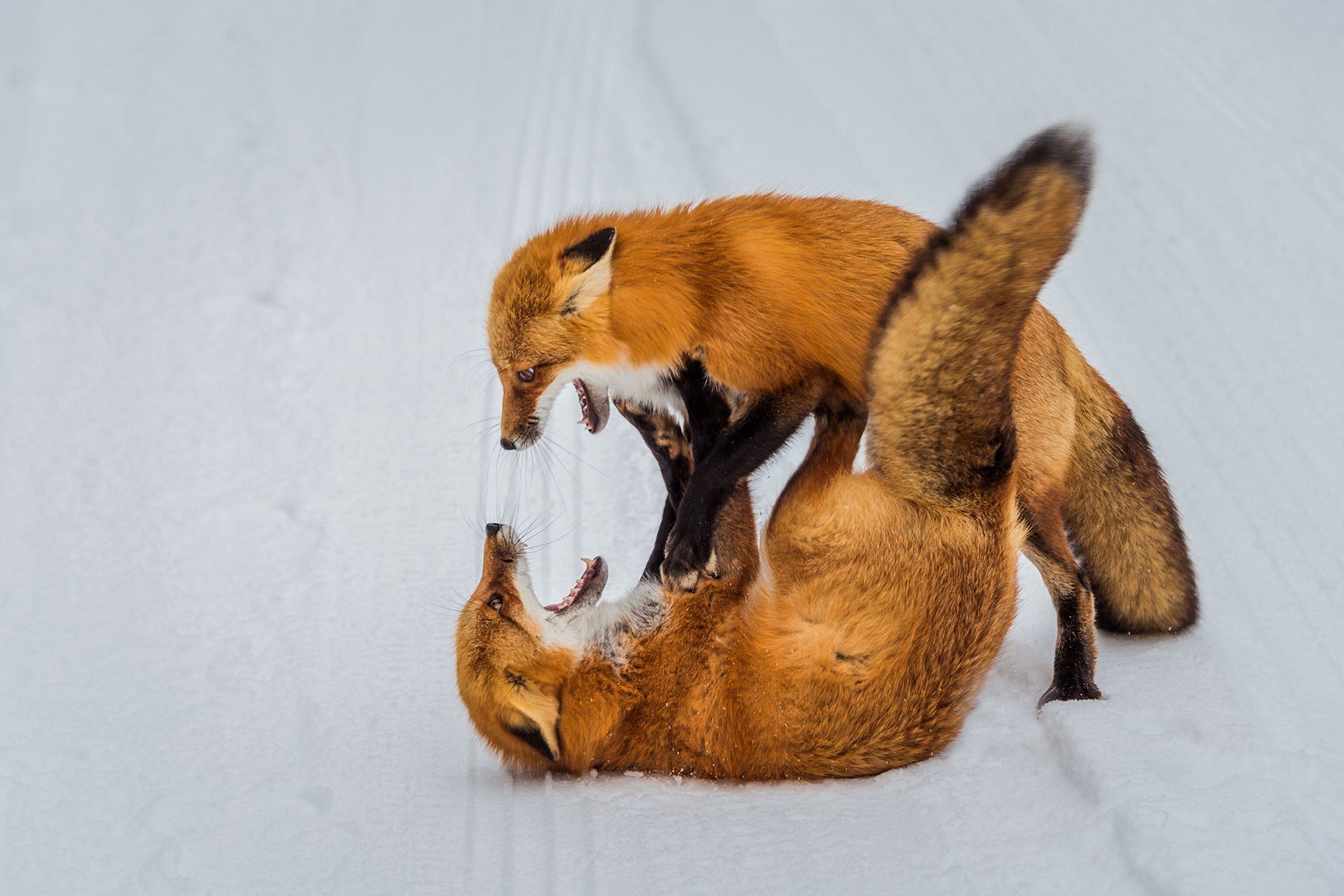 Vampire Bats Survive by Only Eating Blood—Now We Know How