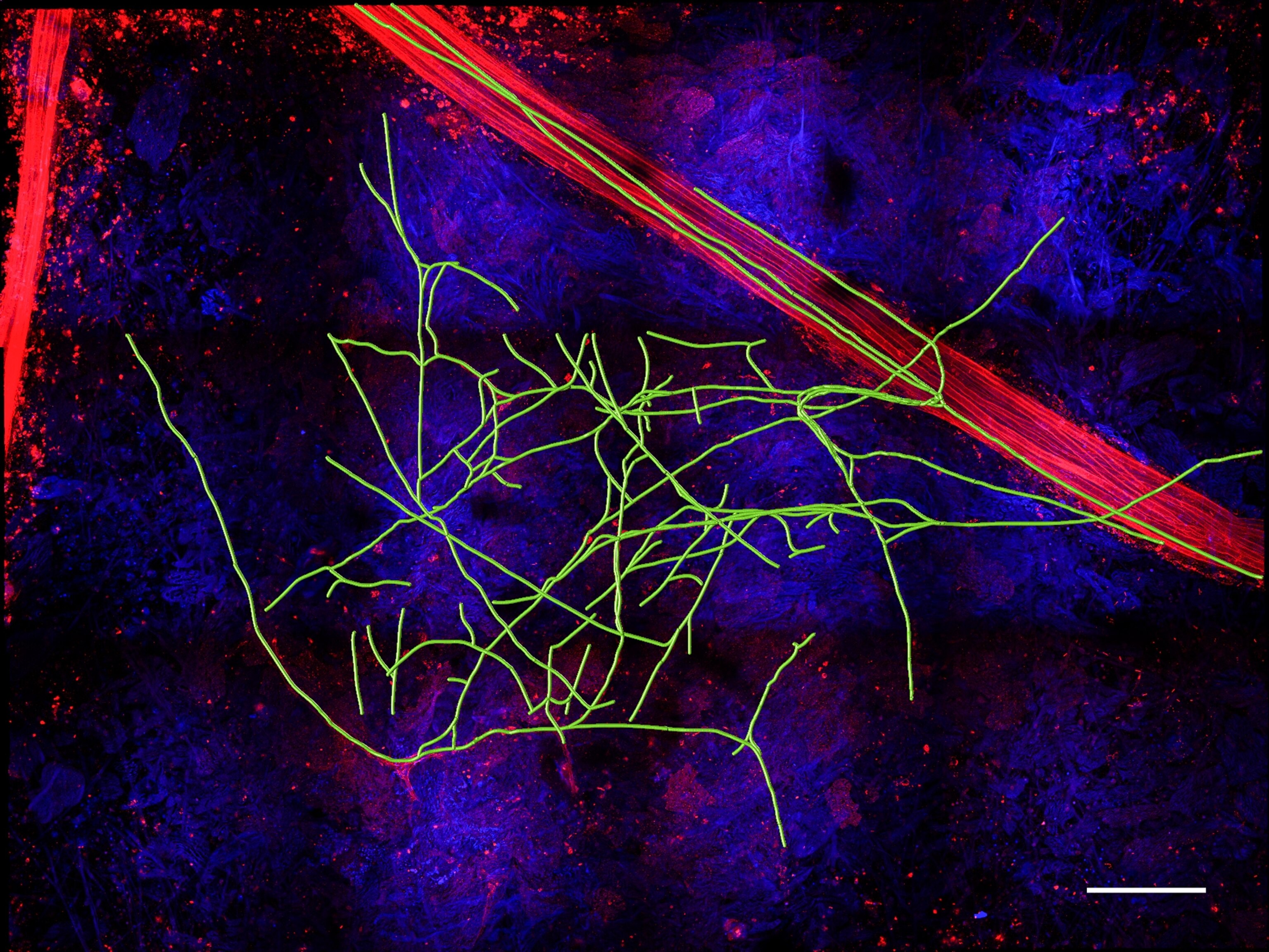 Pictures: Squid Iridescence Explained