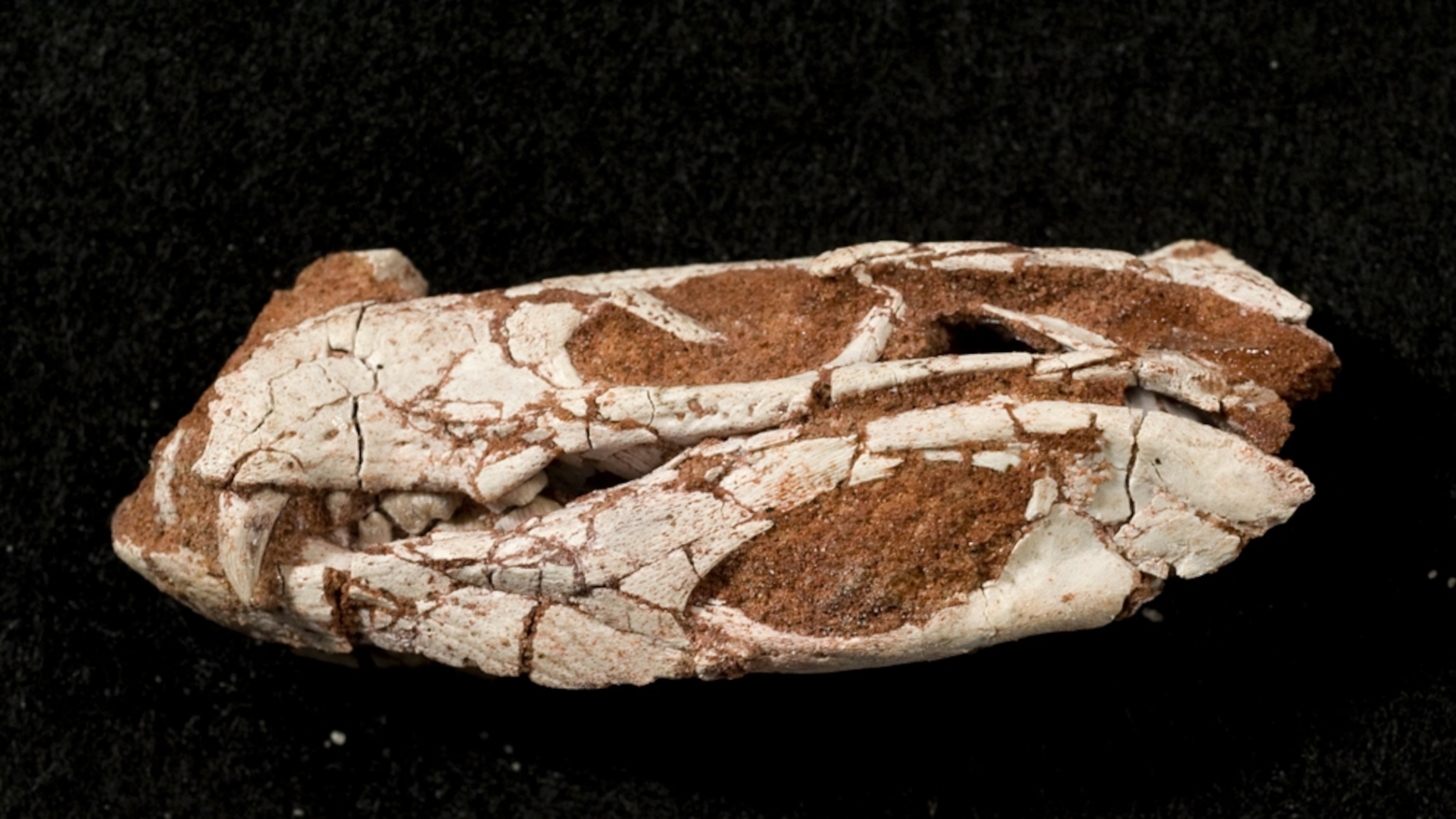 Pictures: Ancient "Cat Crocodile" Discovered