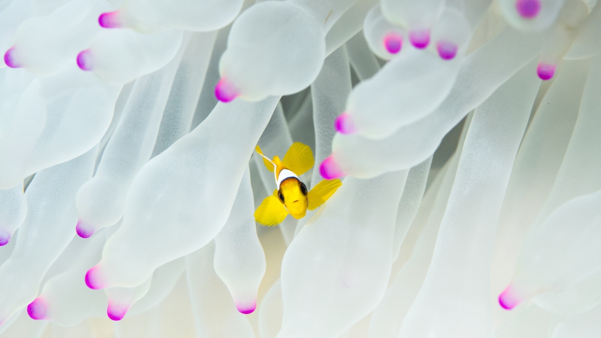 Heatwave wipes out clownfish in what was supposed to be a safe haven ...