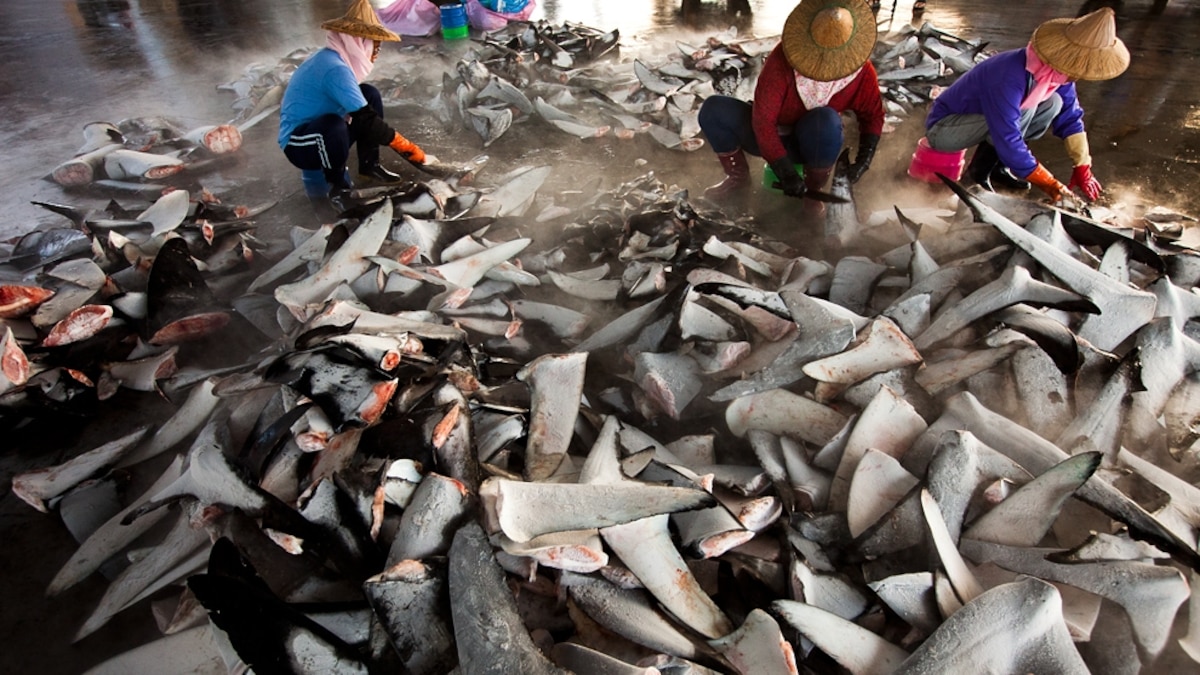 New Shark-Fin Pictures Reveal Ocean "Strip Mining" | National Geographic