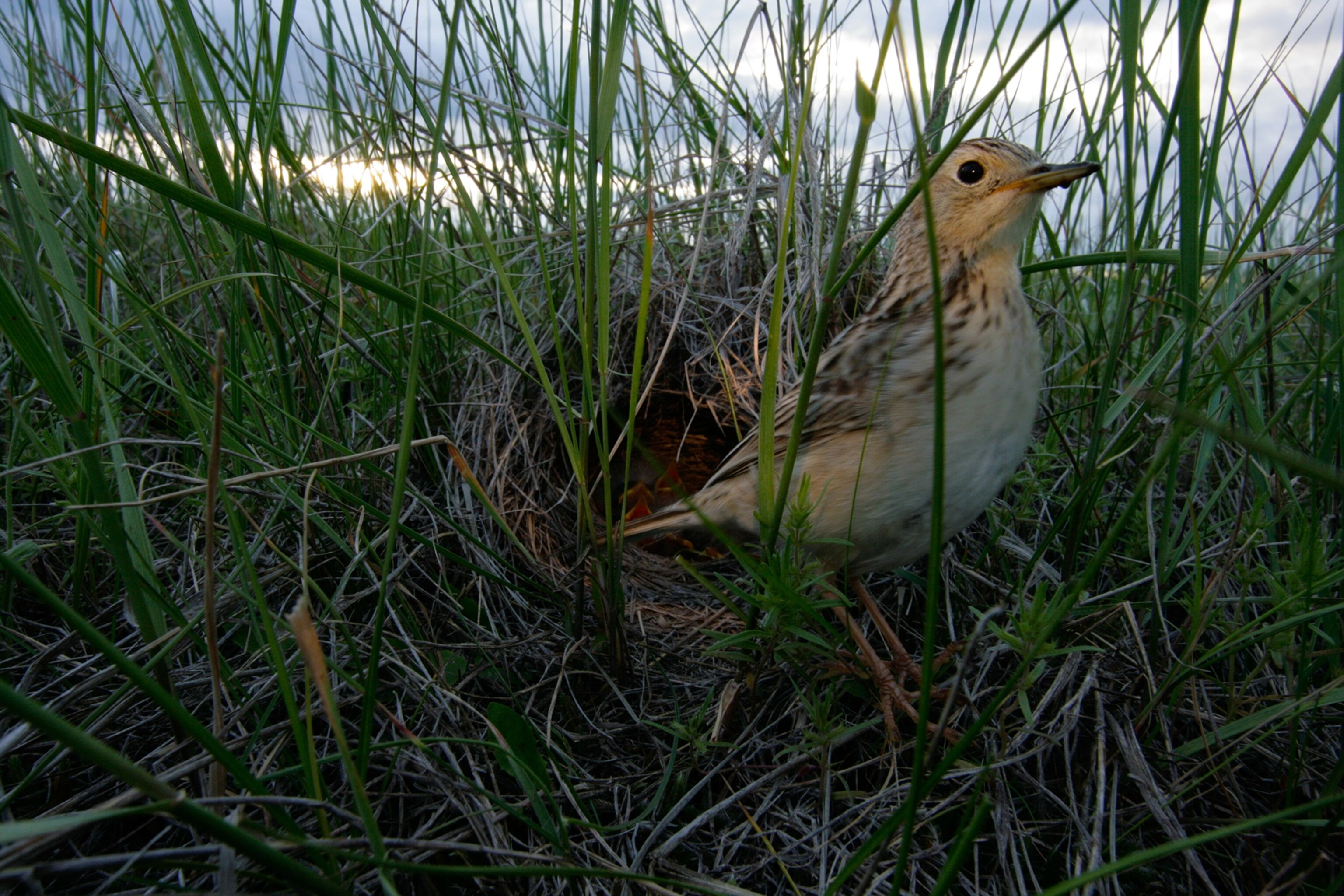 How cattle can help save the birds of the Great Plains
