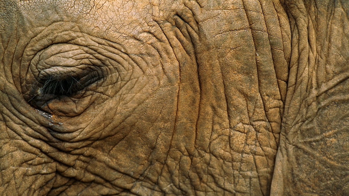 Why Are Elephants and Other Animals So Wrinkly? | National Geographic