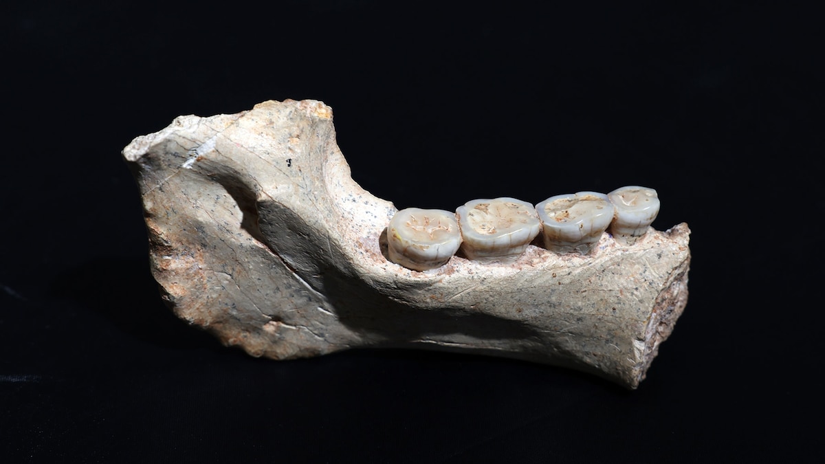 This ancient human may be the root of the Homo sapiens family tree ...