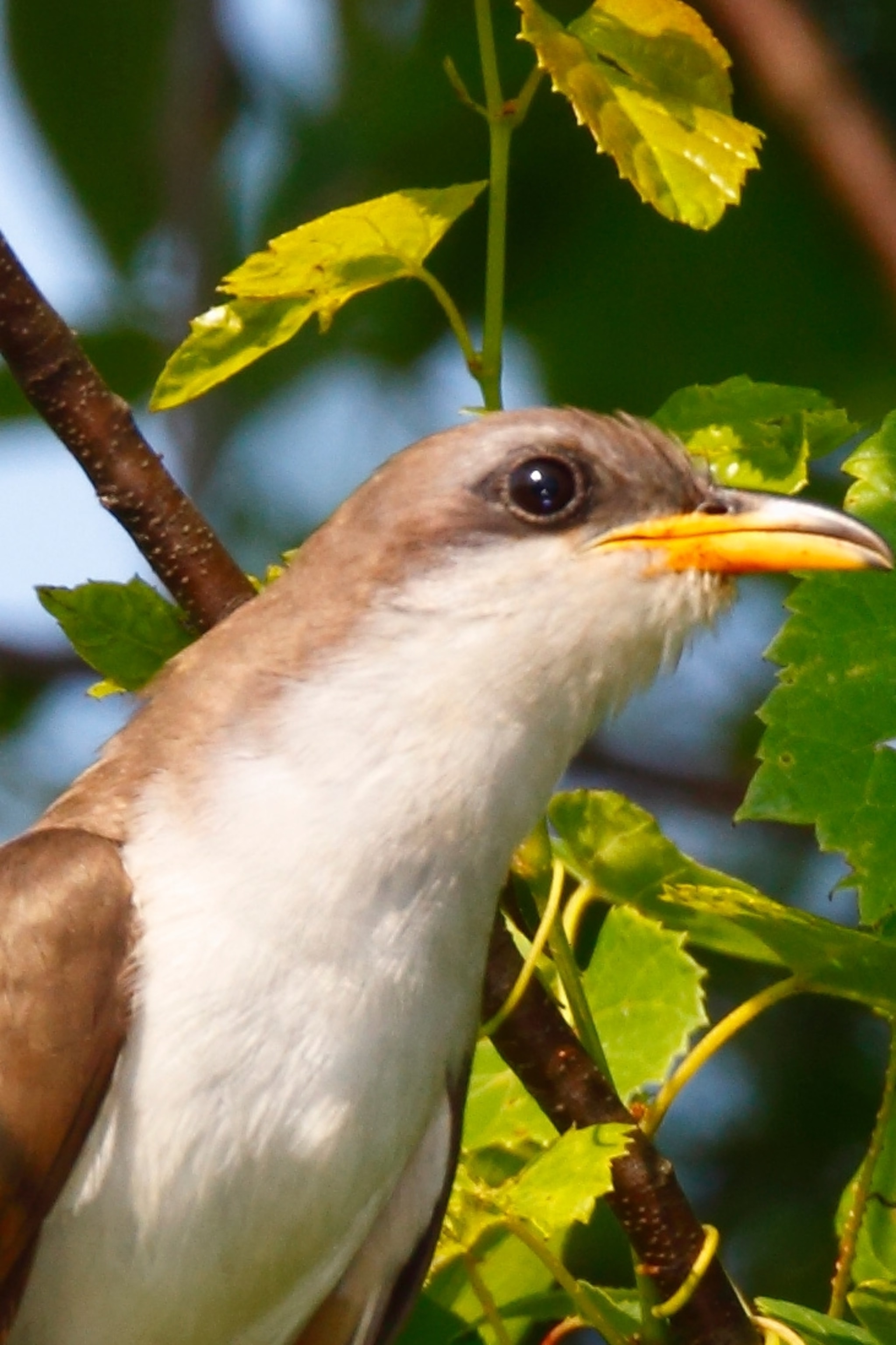 Western Yellow Billed Cuckoo Yellow Billed Cuckoo — Beach Birding