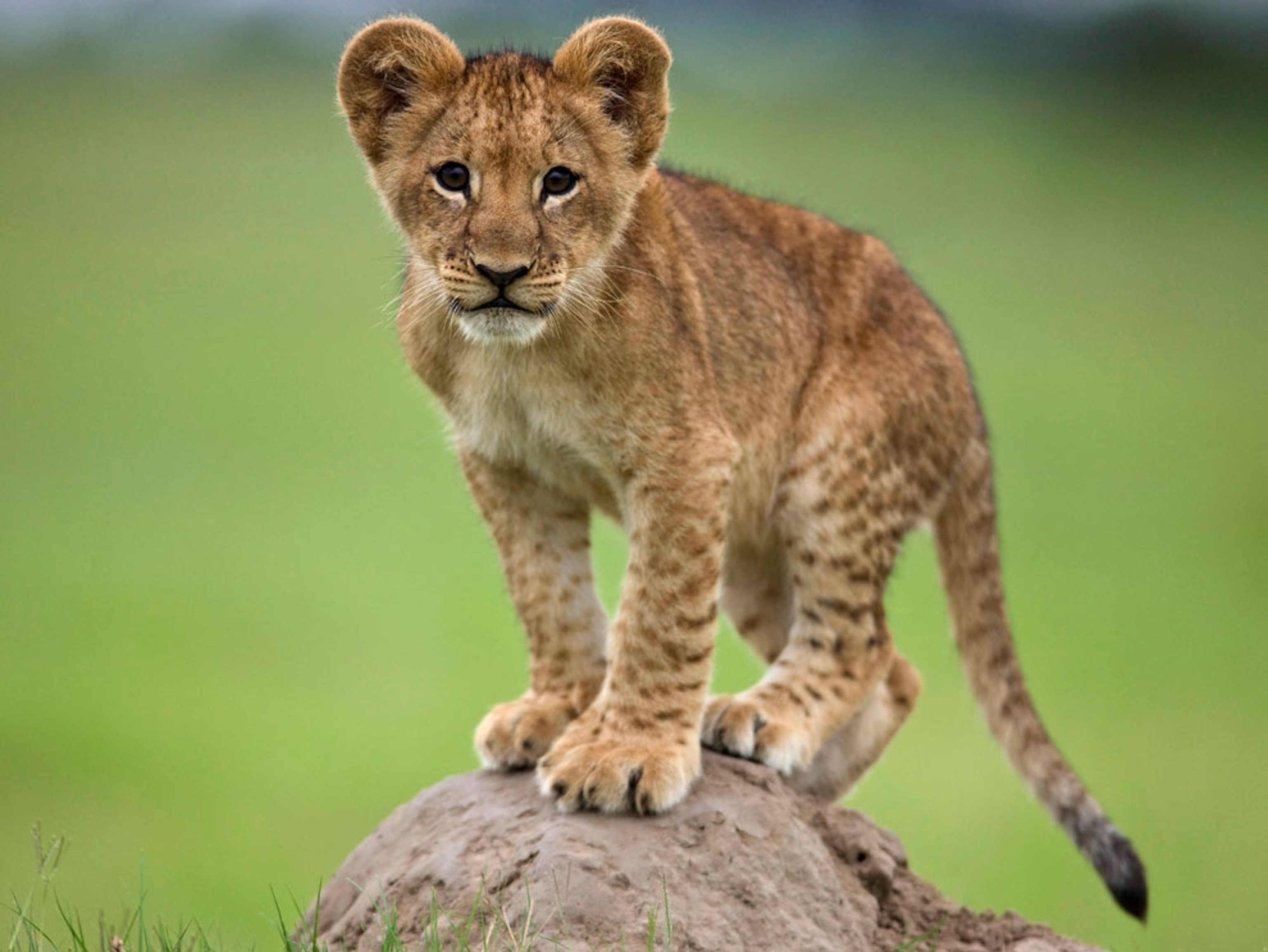 Big Cat Cub Pictures - National Geographic