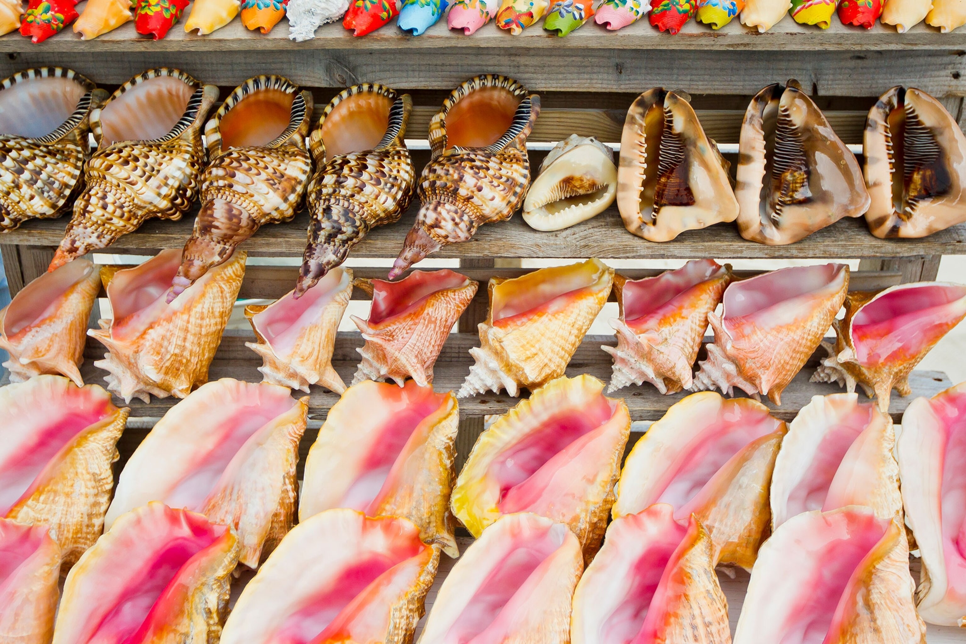 The Seashell Trade for Souvenirs is Killing Protected Marine Life