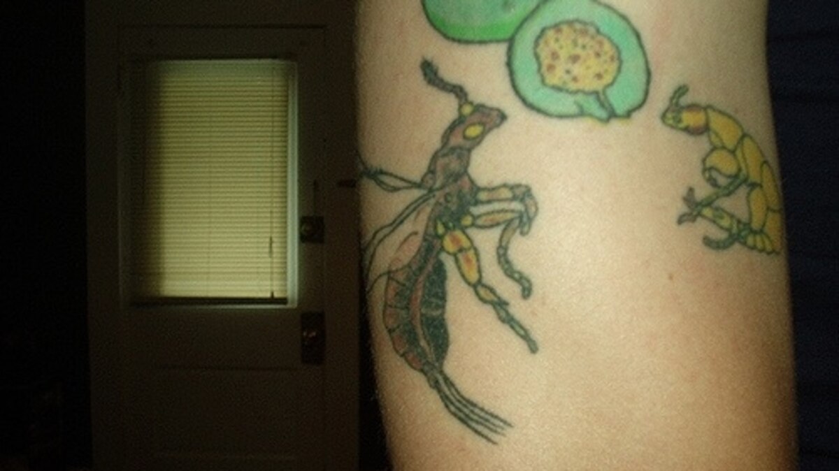 Fig Wasps | National Geographic