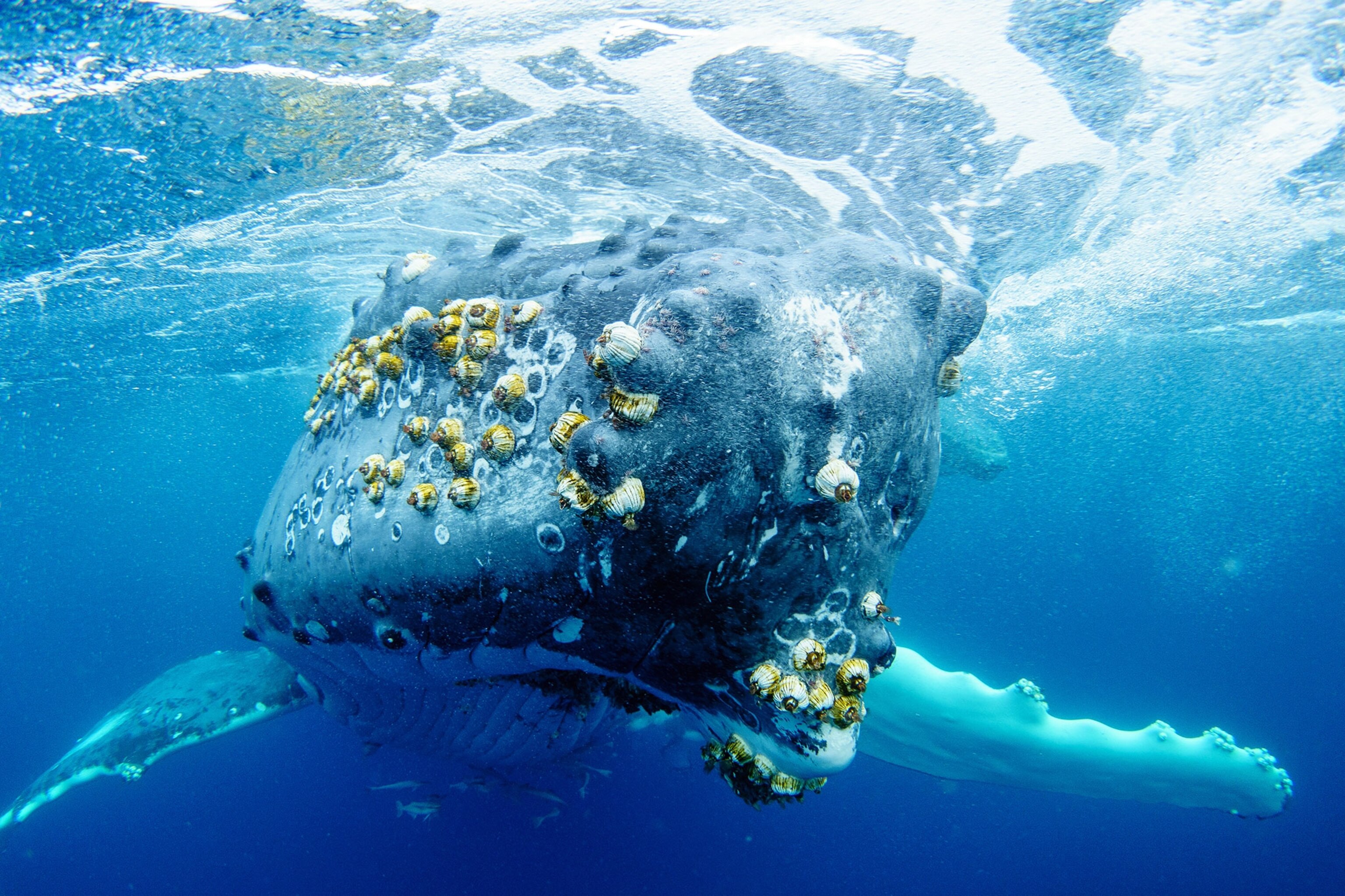 Nature Photographer of the Year: 27 Underwater Pictures of Ocean Life