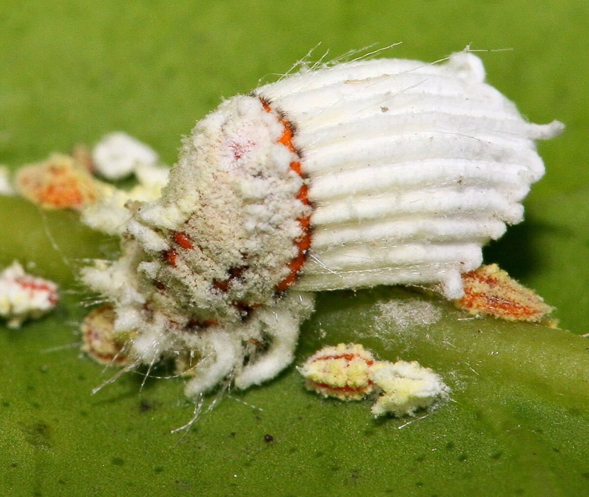 Cloned Fathers Mate With Insect Daughters—From Inside