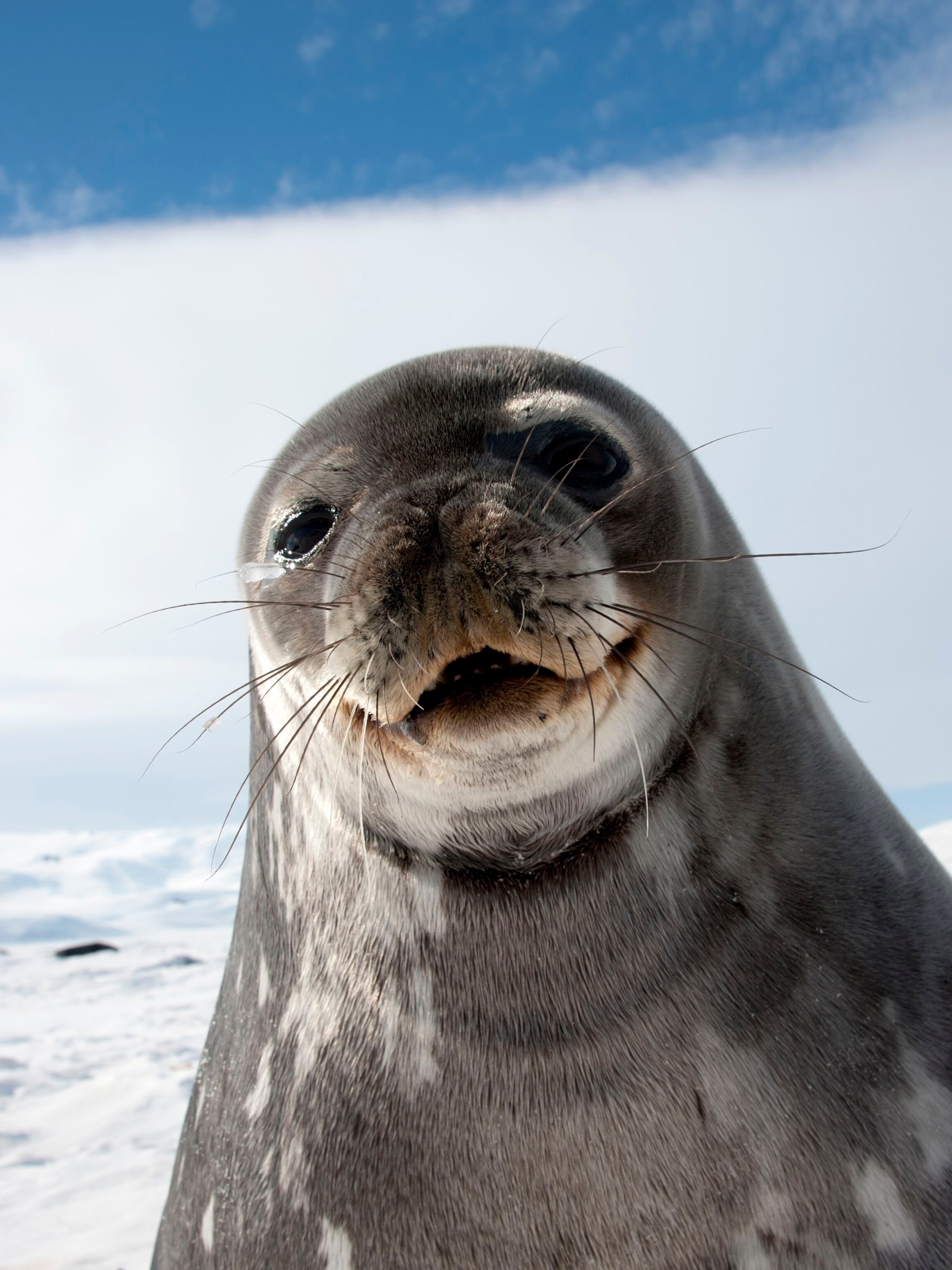 Sad Seal