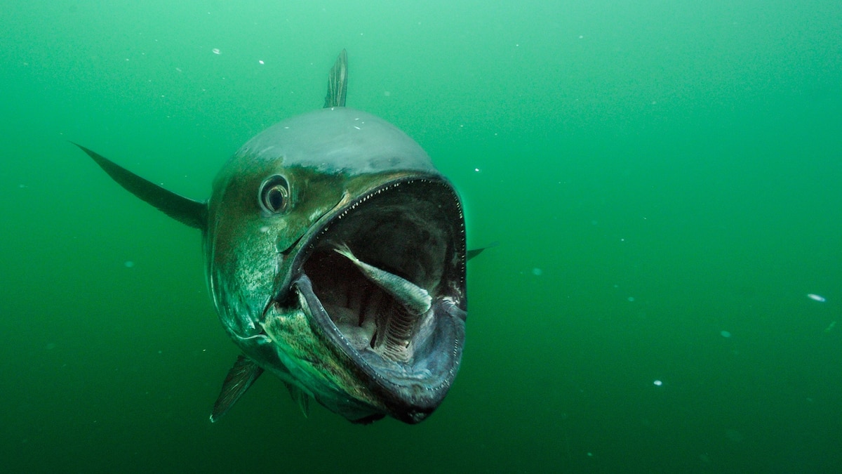 High-Tech Tuna Researcher Uncovers Marvels of the Big Fish | National ...