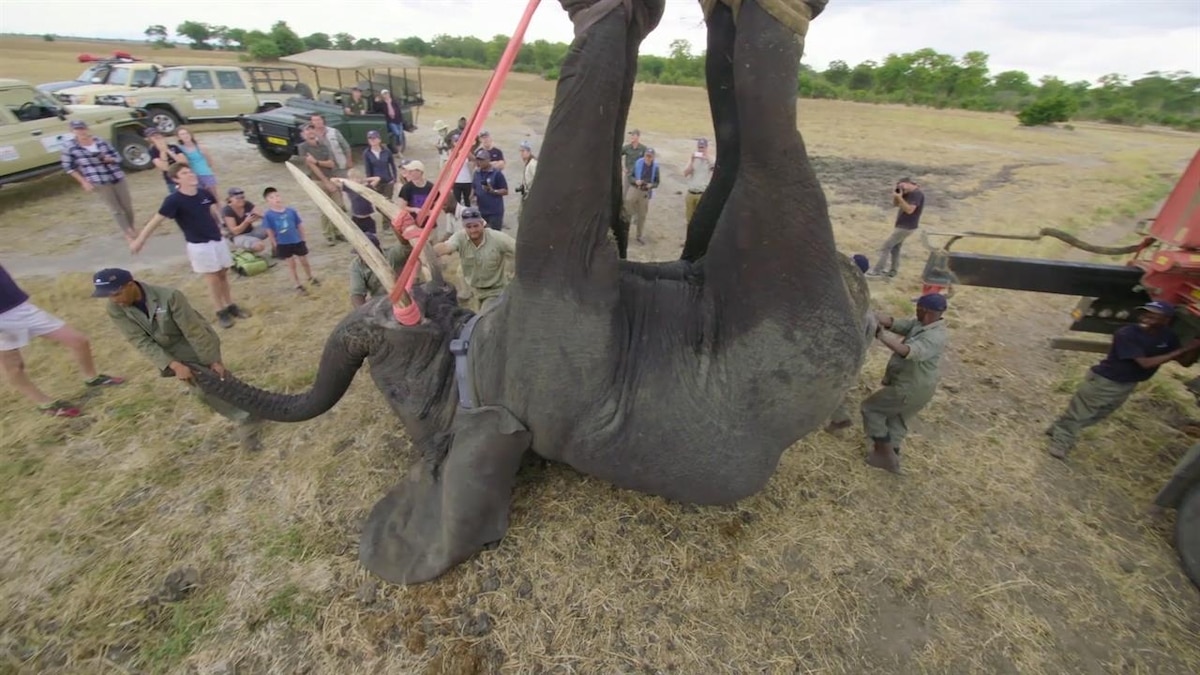 See What It Takes to Move 500 Elephants