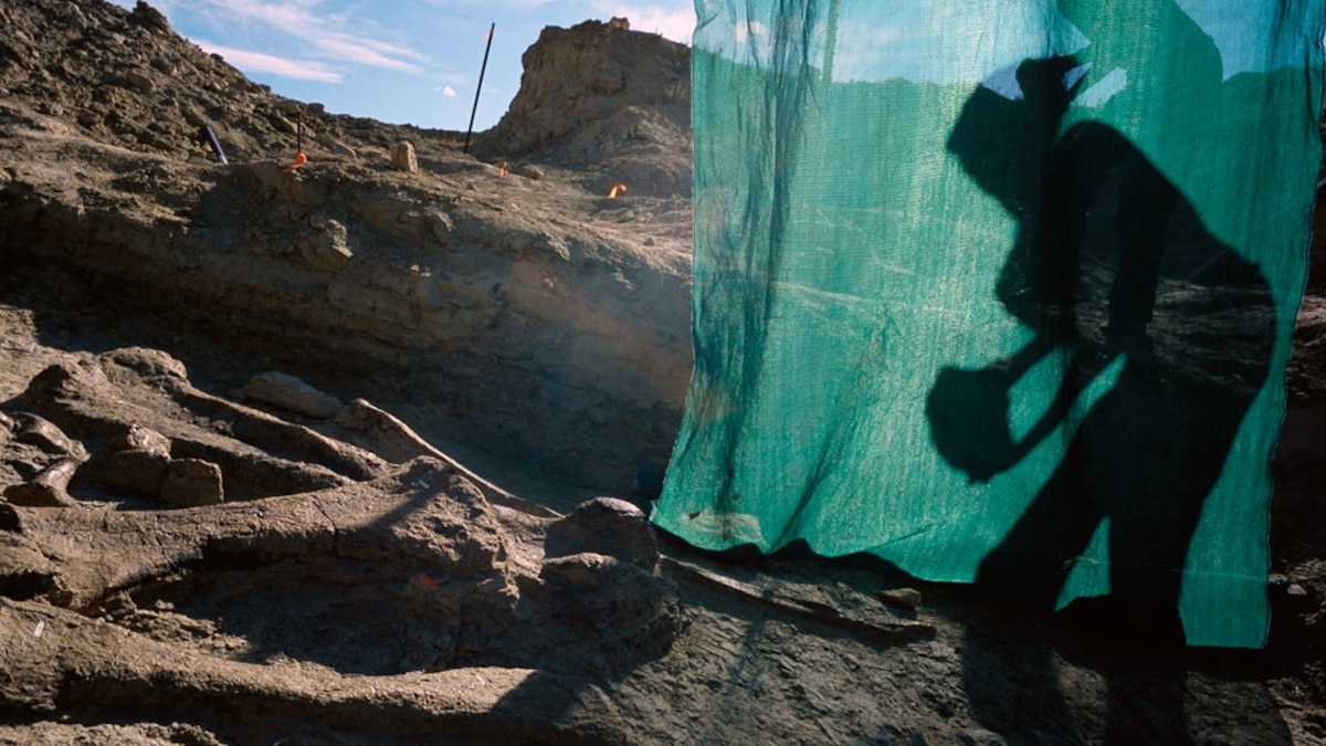 Fossil Trade Article, Dinosaur Fossils Information, Facts -- National ...