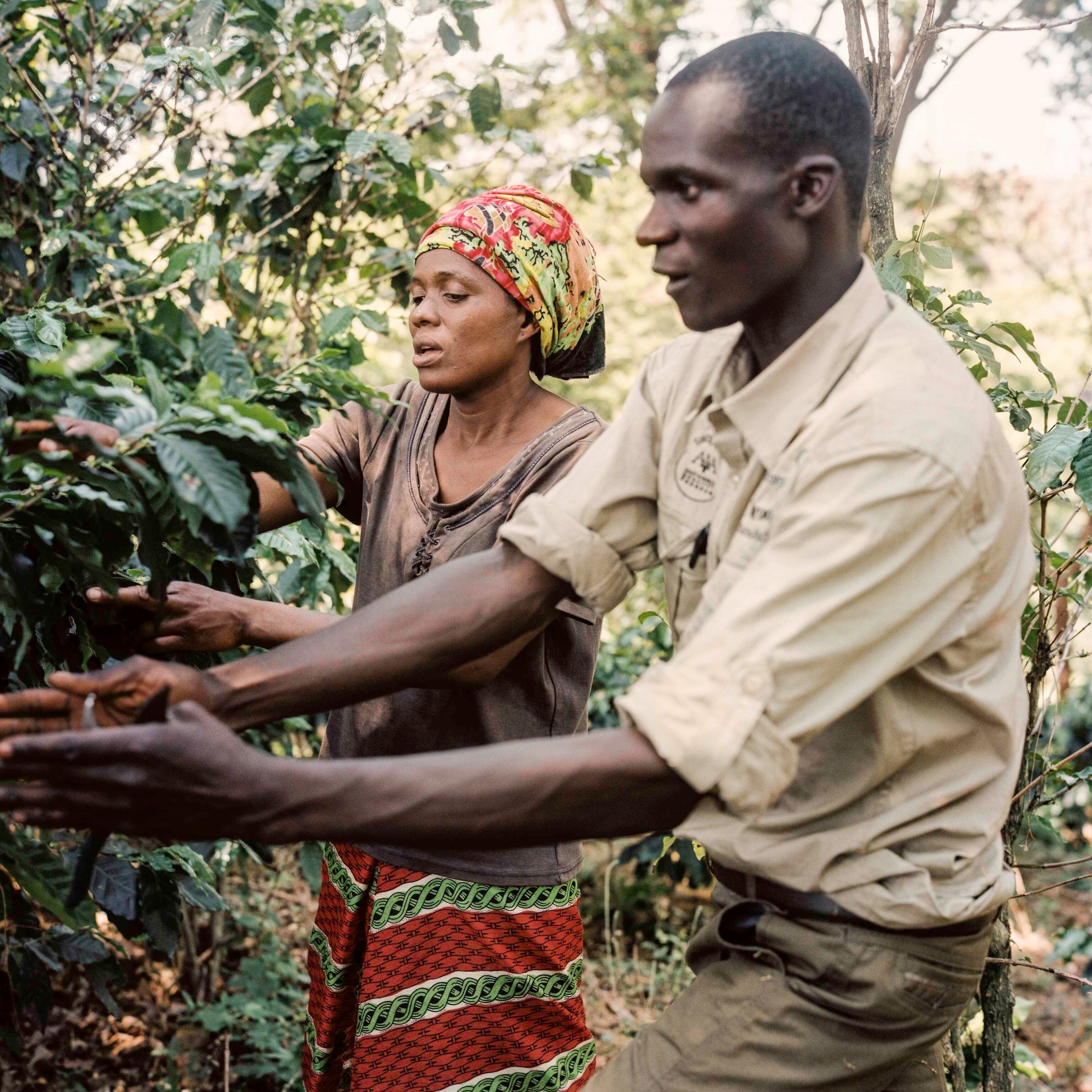 Through coffee, smallholder farmers grow hope in Zimbabwe