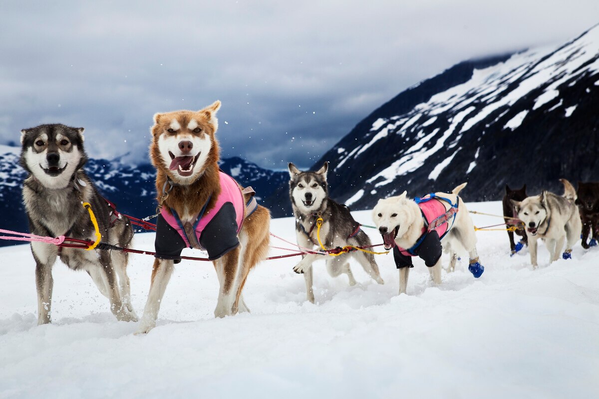 Humans and dogs have been sledding together for nearly 10,000 years