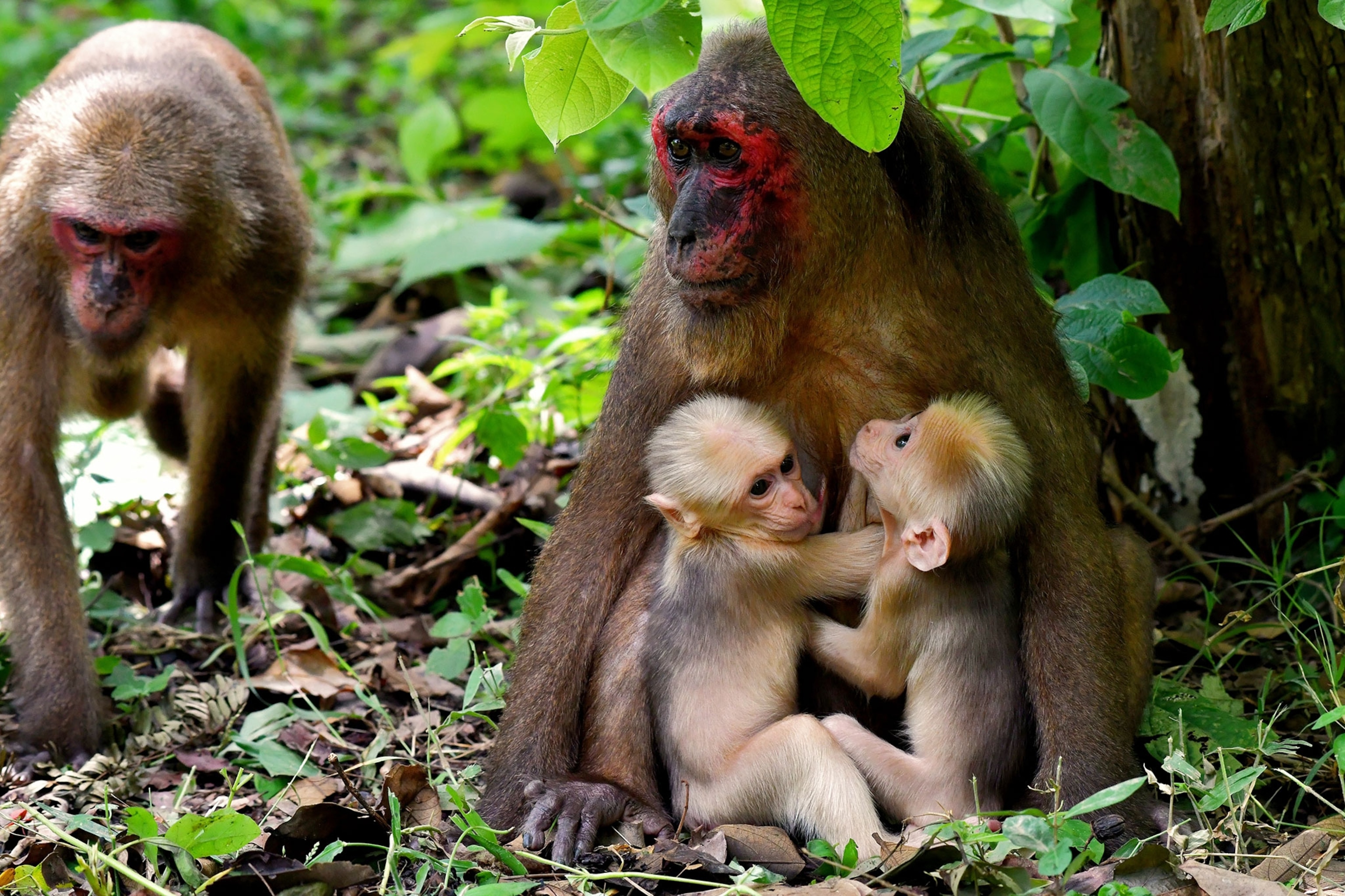 Ultra-rare wild monkey twins born to different fathers in Thailand