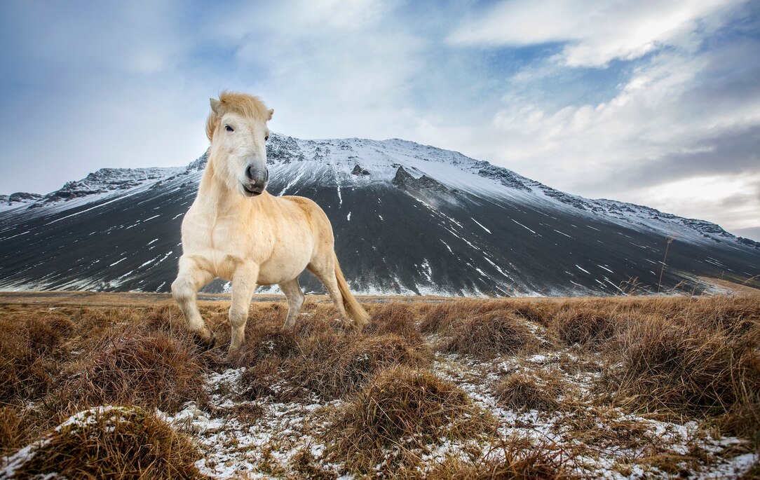 National Geographic Horse Wallpapers Winners Of The National
