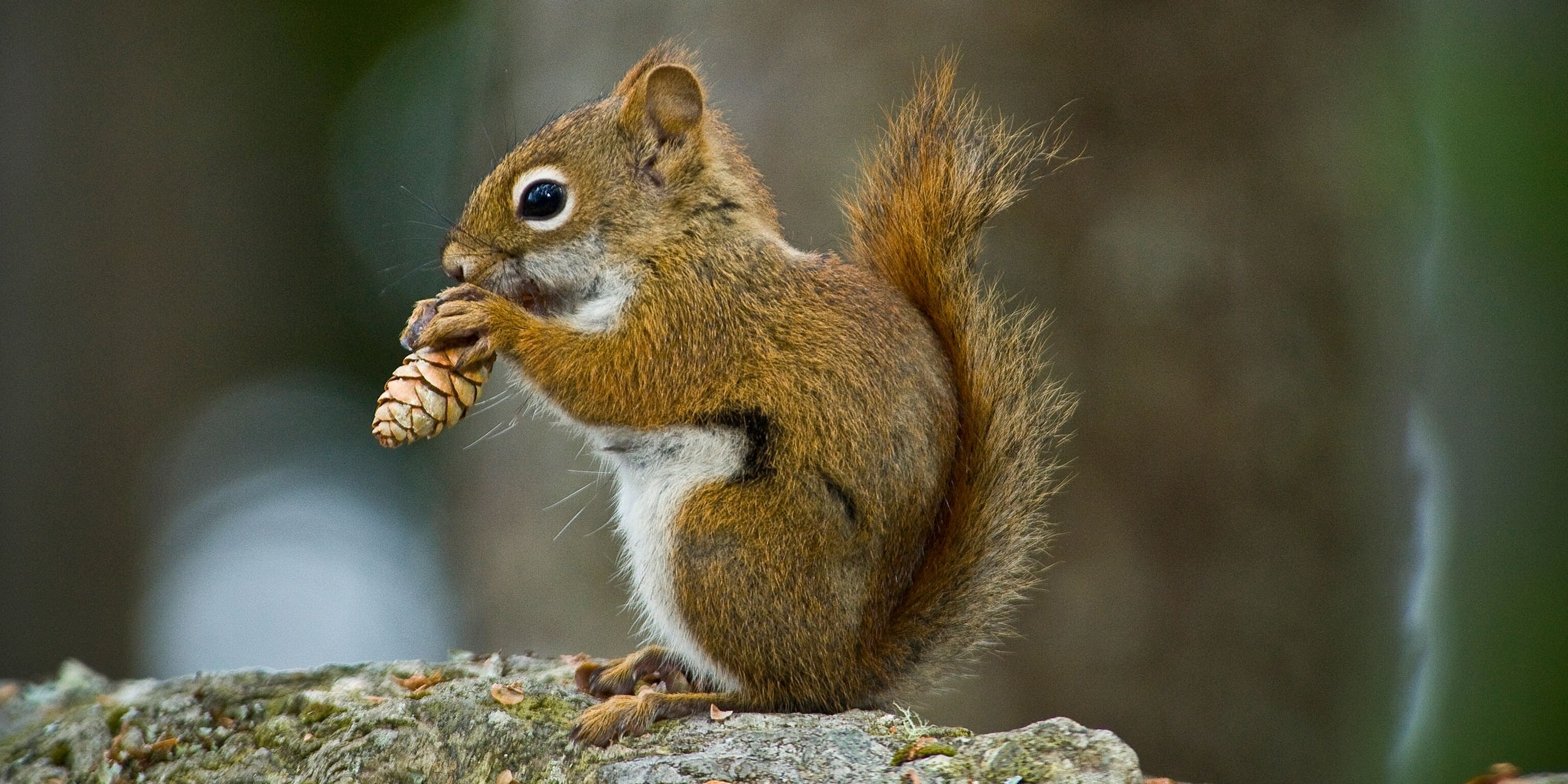 Overly Dramatic Squirrel