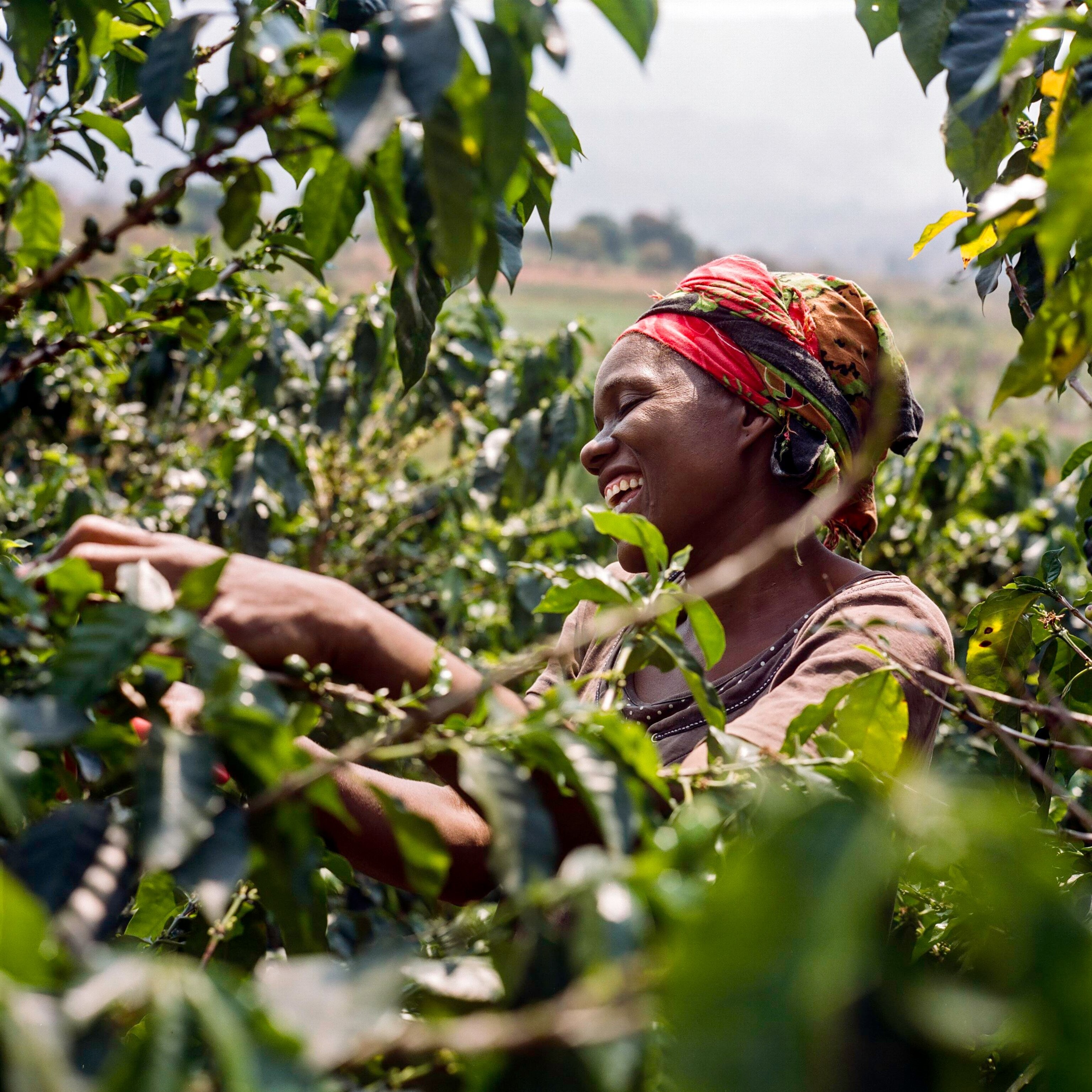 Through coffee, smallholder farmers grow hope in Zimbabwe