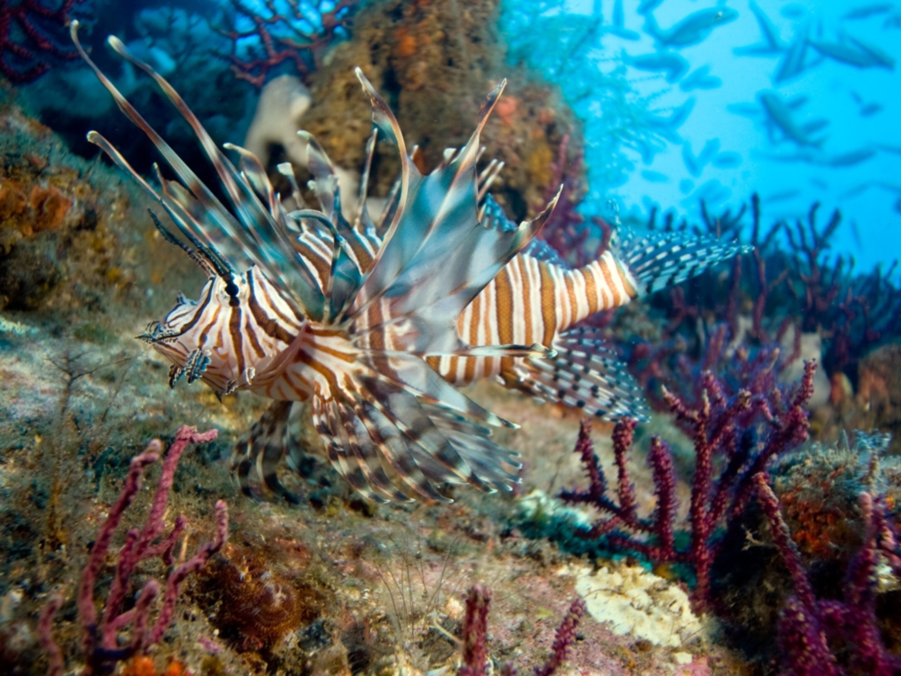 Marine Invasive Species