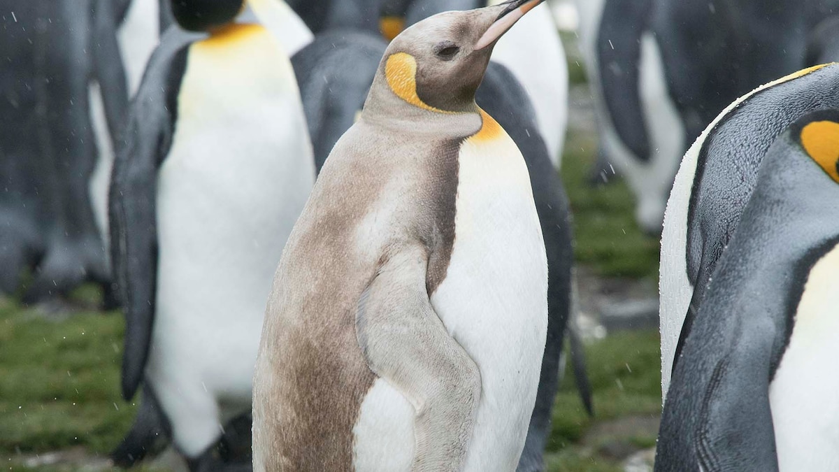 Rare pale-colored penguin and seals spotted on remote island | National ...