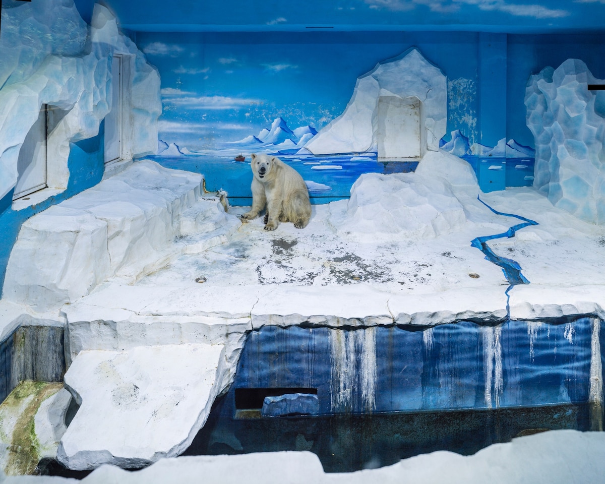 Pictures Show the Strange Lives of Captive Polar Bears