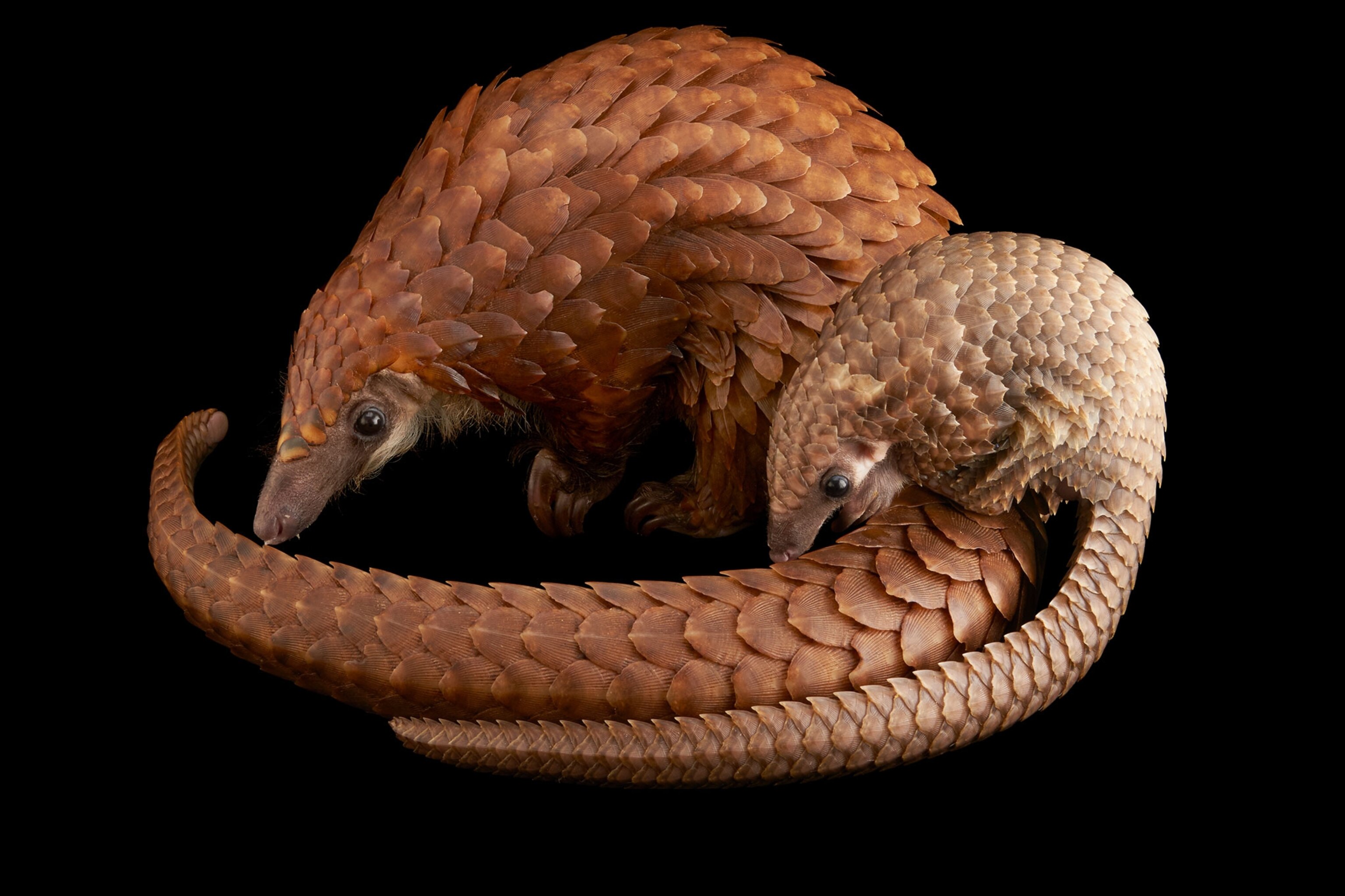 Plan to Save World's Most Trafficked Mammal Ignites Debate
