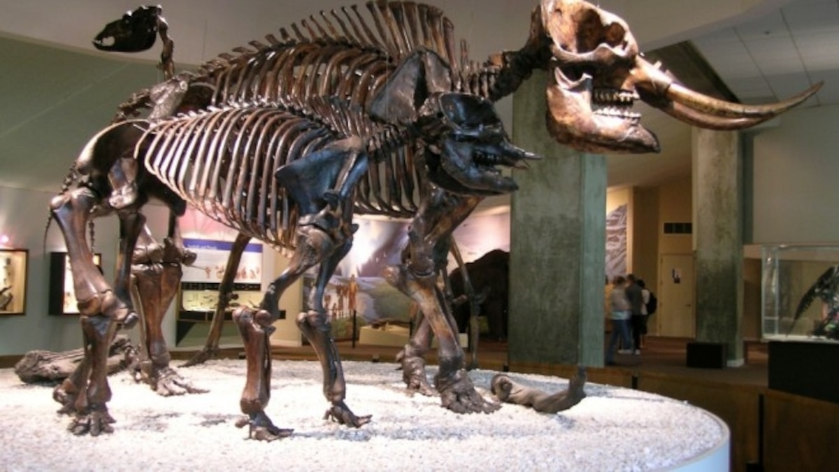 The Meaning of Mastodon Tusks | National Geographic