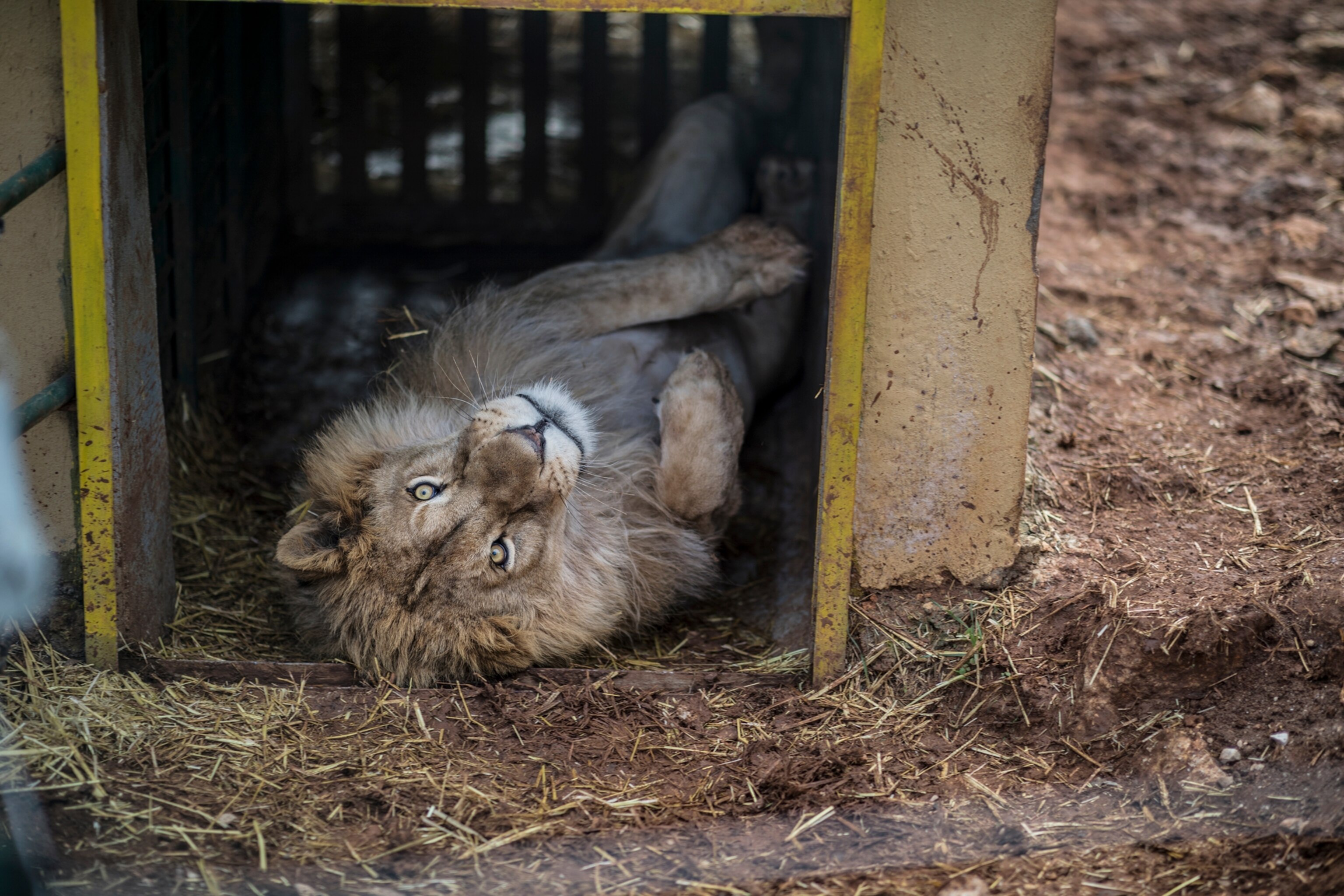 Animals trapped in war zones find a second chance here