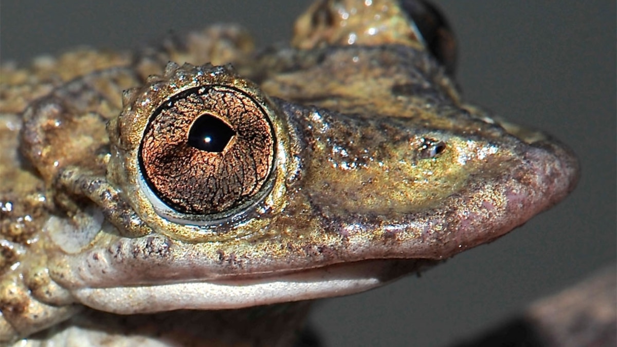 This Frog Uses Its Spiky Face to Deliver a Venomous Headbutt | National ...