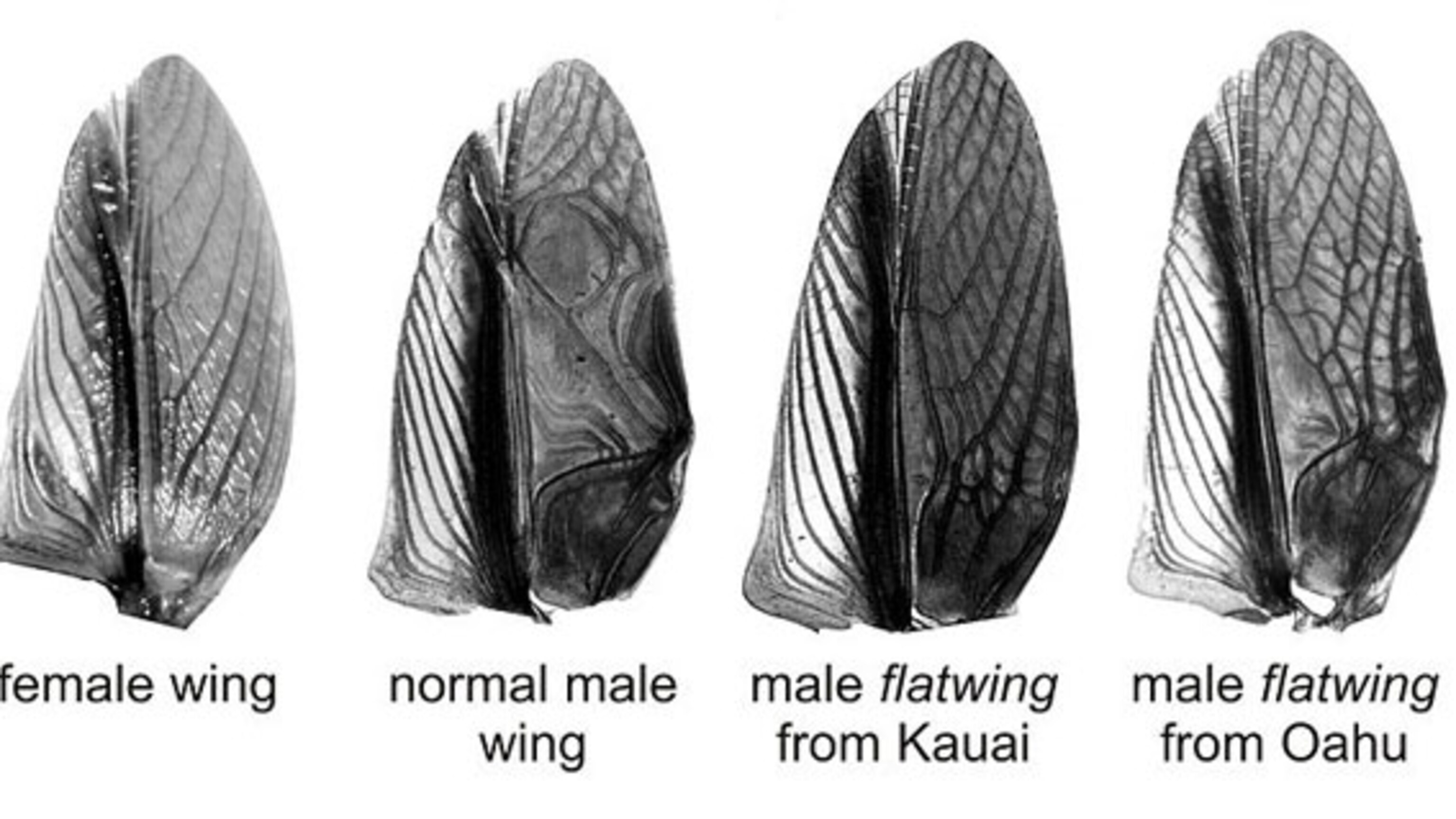 The Silence of the Crickets, The Silence of the Crickets