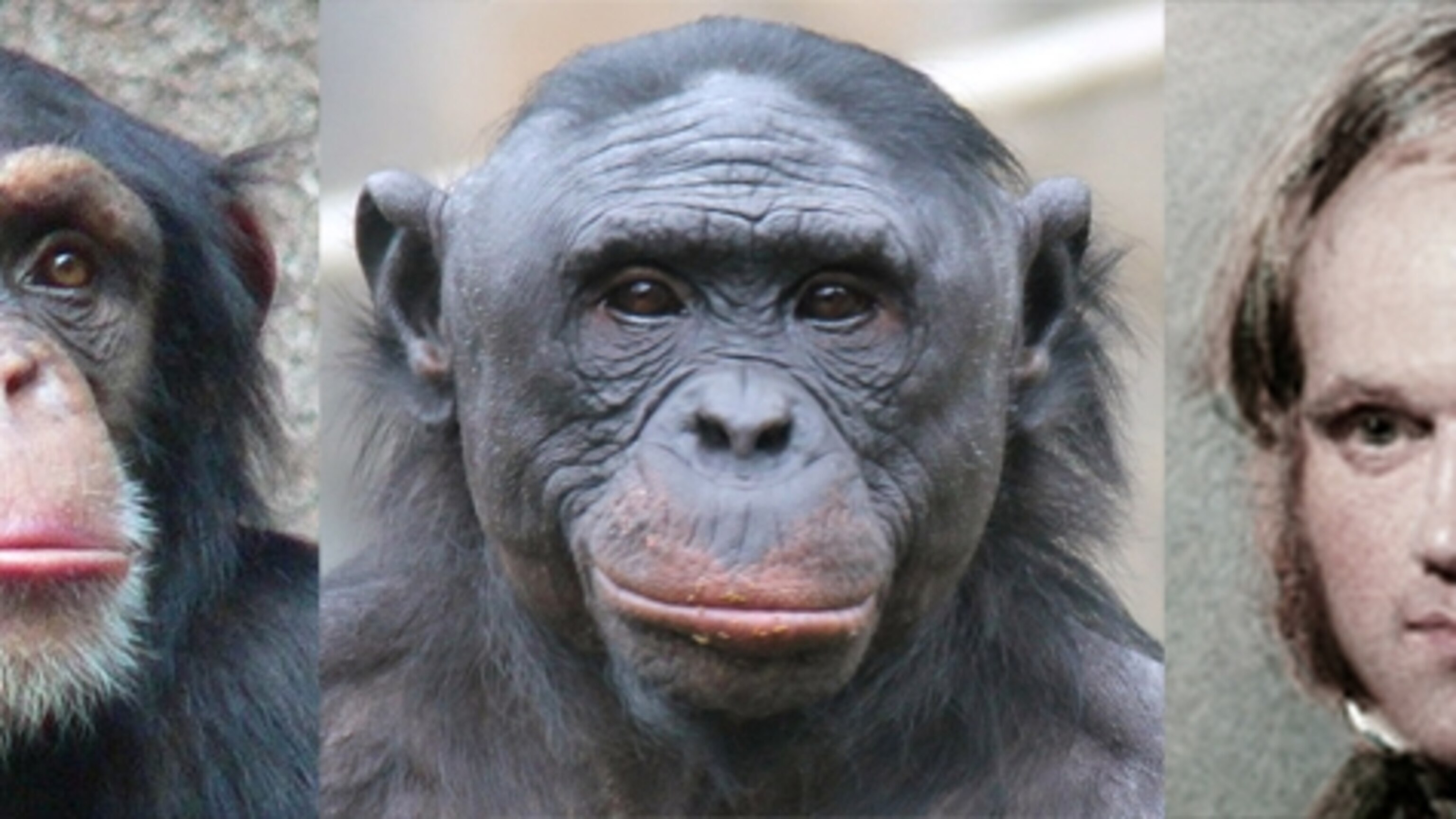 Genetic Makeup Of Humans And Chimps | Saubhaya Makeup
