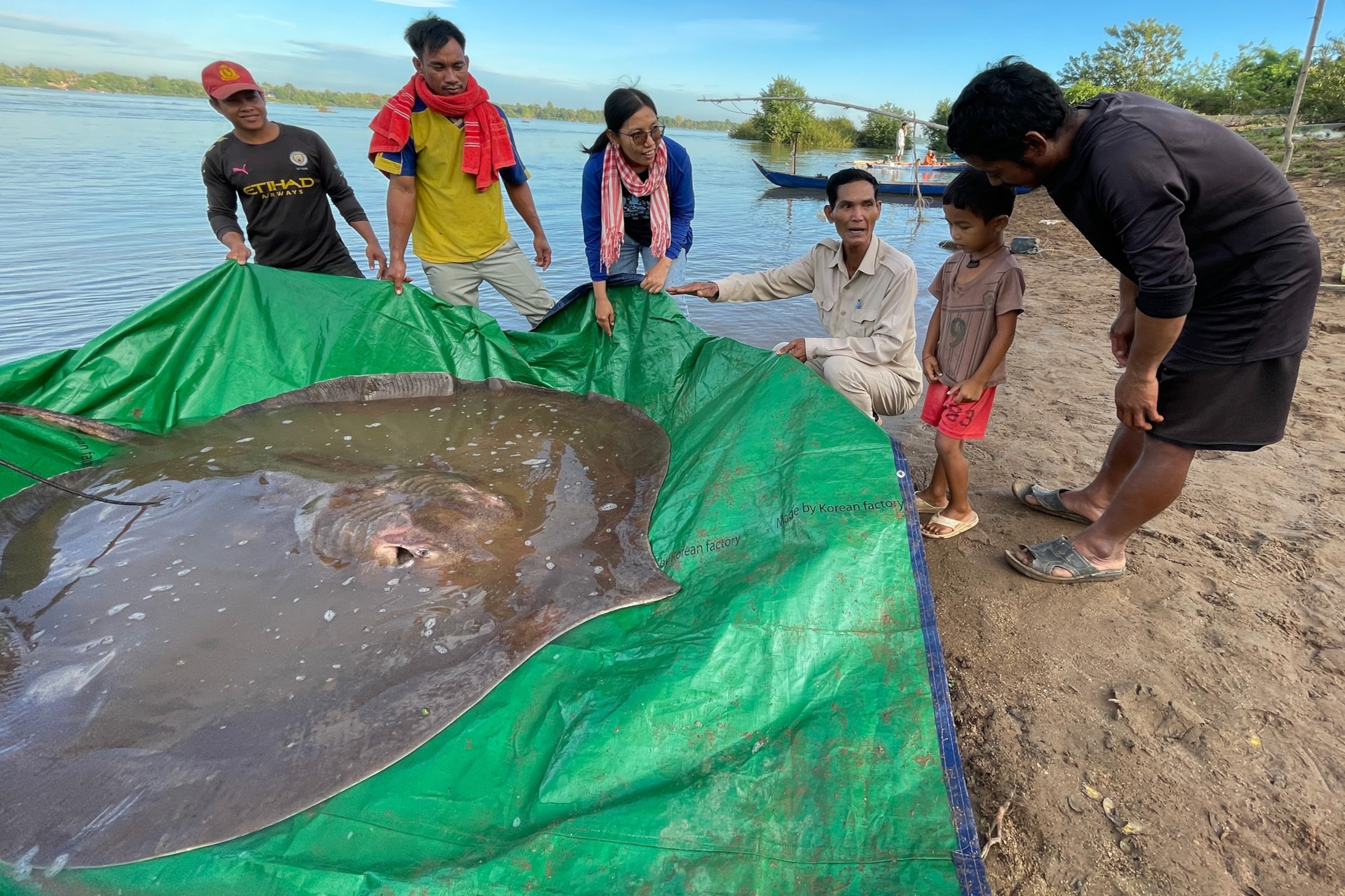 13-foot-long stingray found in deep hole in Mekong River