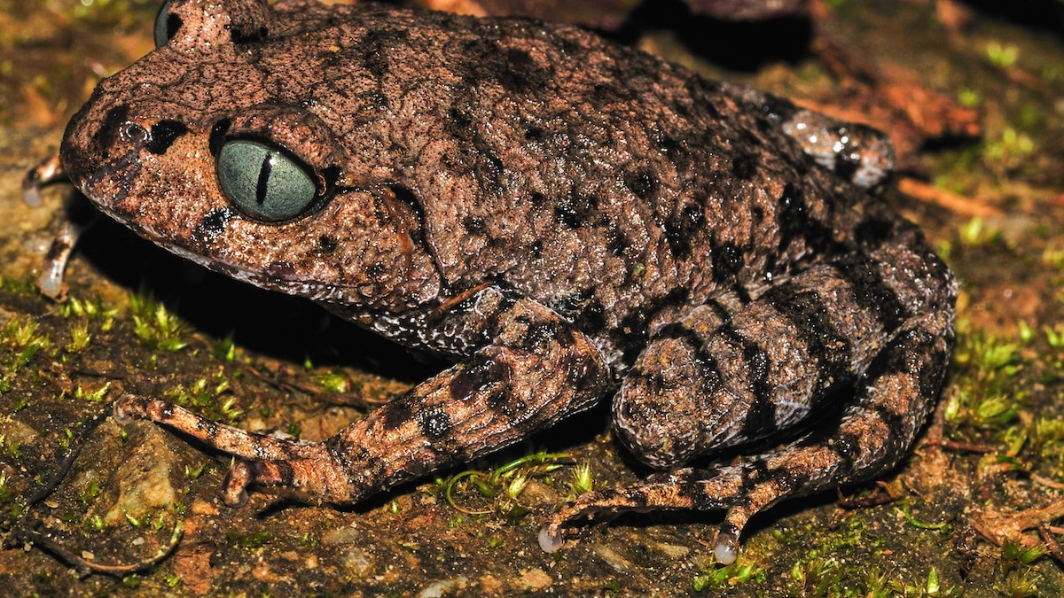 Noseless Monkey, Blue-Eyed Frog Among 200 New Himalaya Discoveries ...
