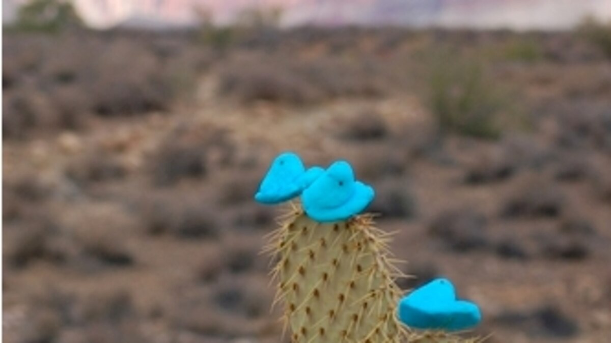 Where Your Peeps At? | National Geographic