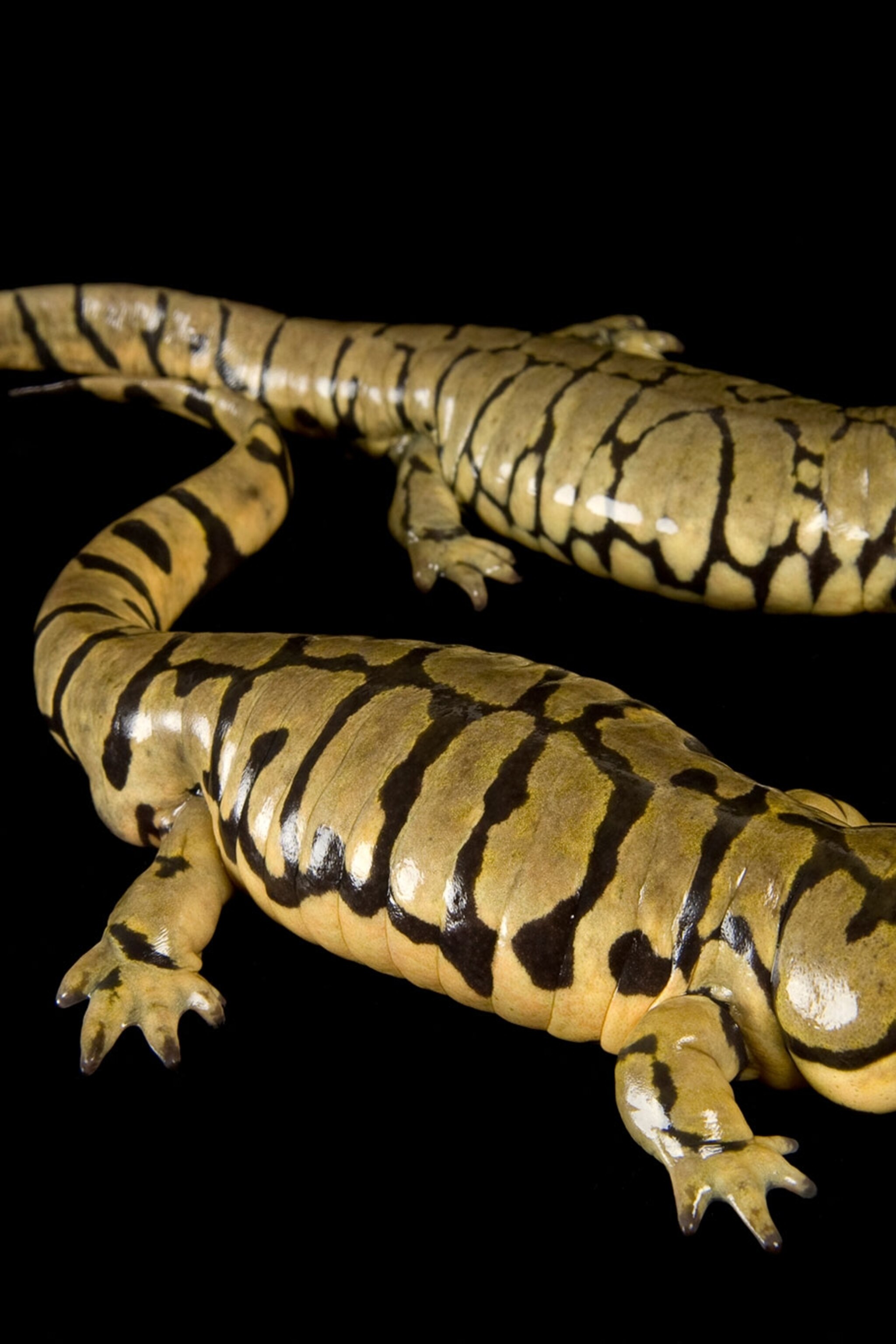 Amphibien Salamander 2010's Amphibian Discoveries New Species And
