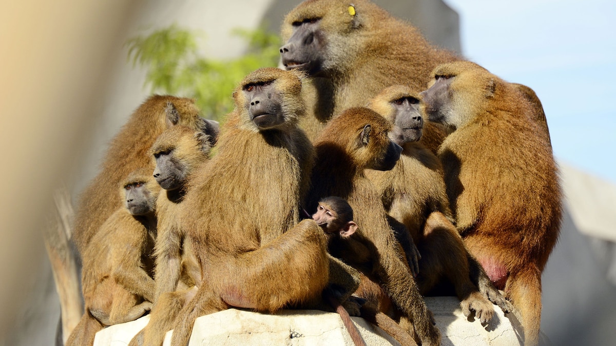 52 Guinea Baboons Escape From Paris Zoo | National Geographic