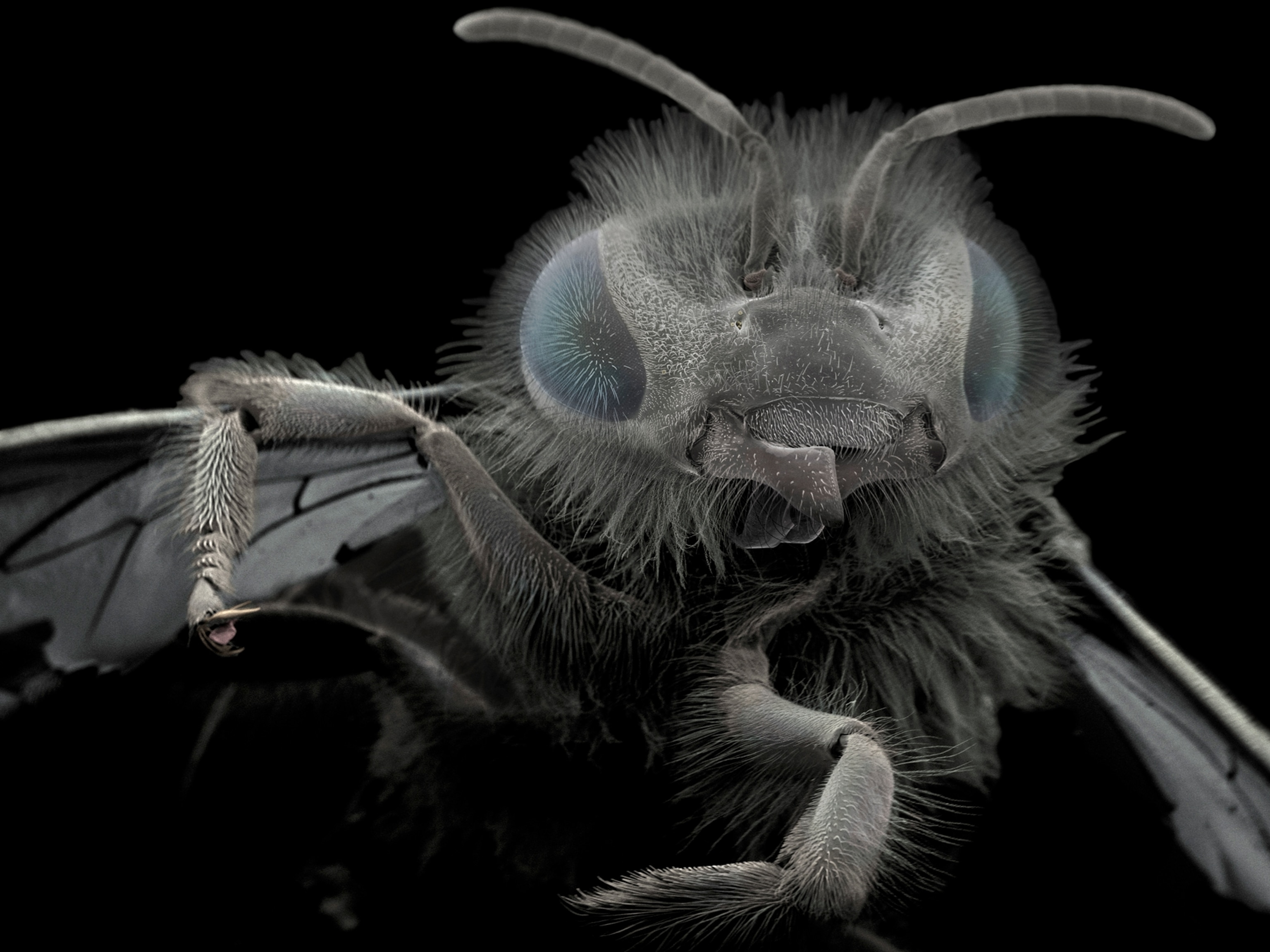 Hidden world of microscopic life revealed in extraordinary pictures